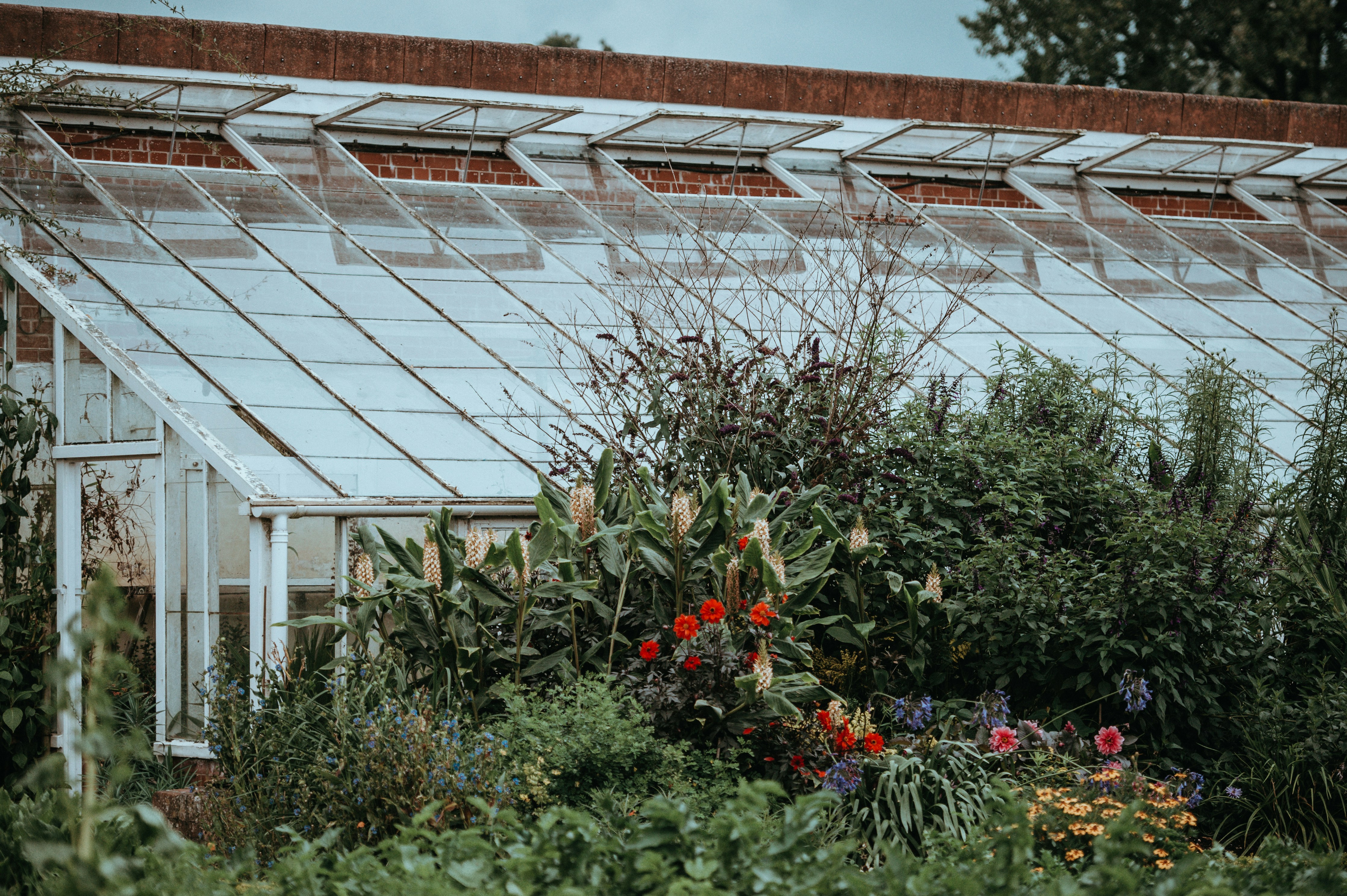 A lush greenhouse brimming with vibrant flowers and greenery, showcasing a diverse array of plant life. The structure's glass panels reflect the natural beauty surrounding it.