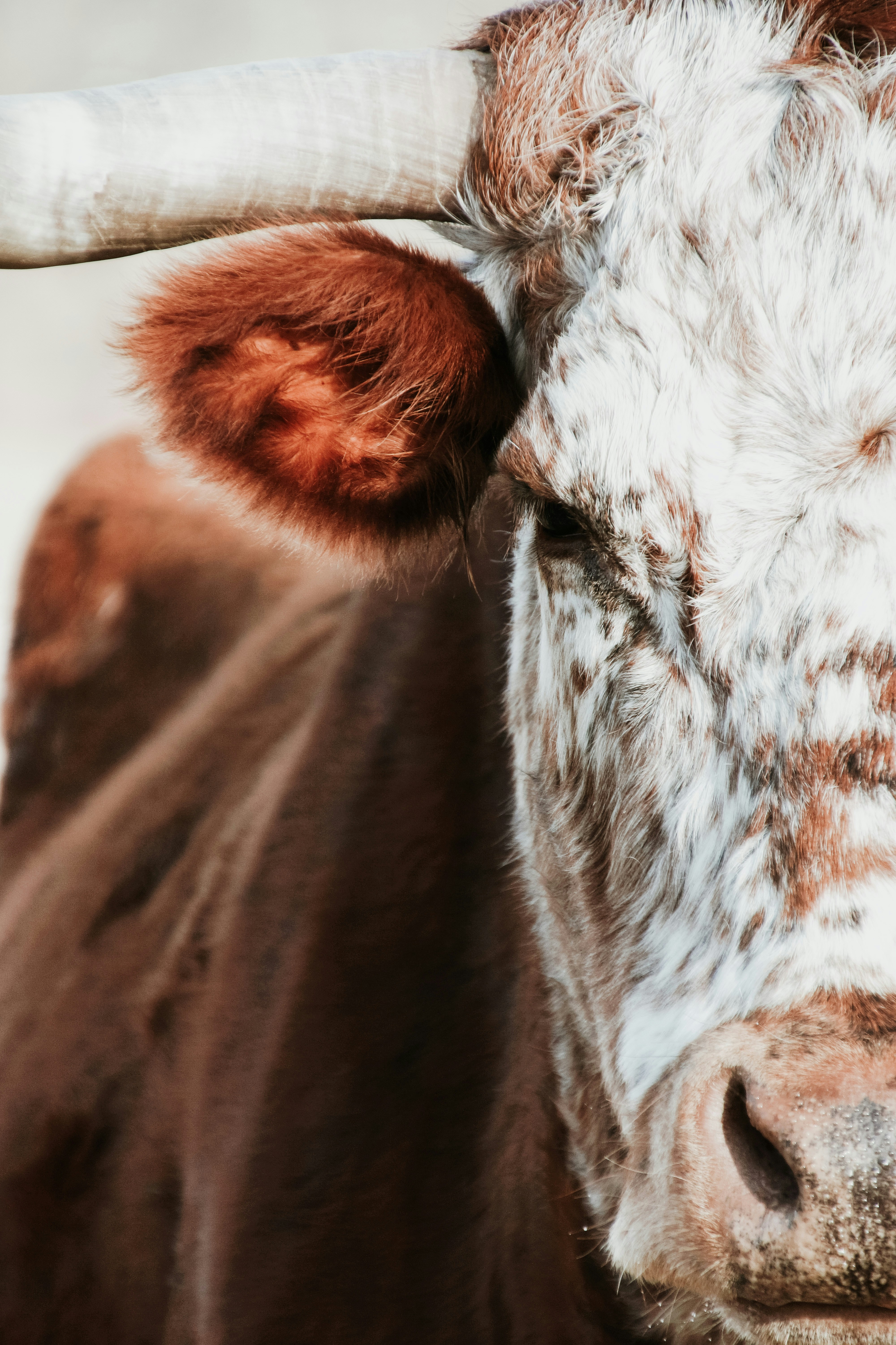 Close-up of a Highland cattle's face, showcasing its distinctive horns and textured fur. The image highlights the animal's calm demeanor and striking features.