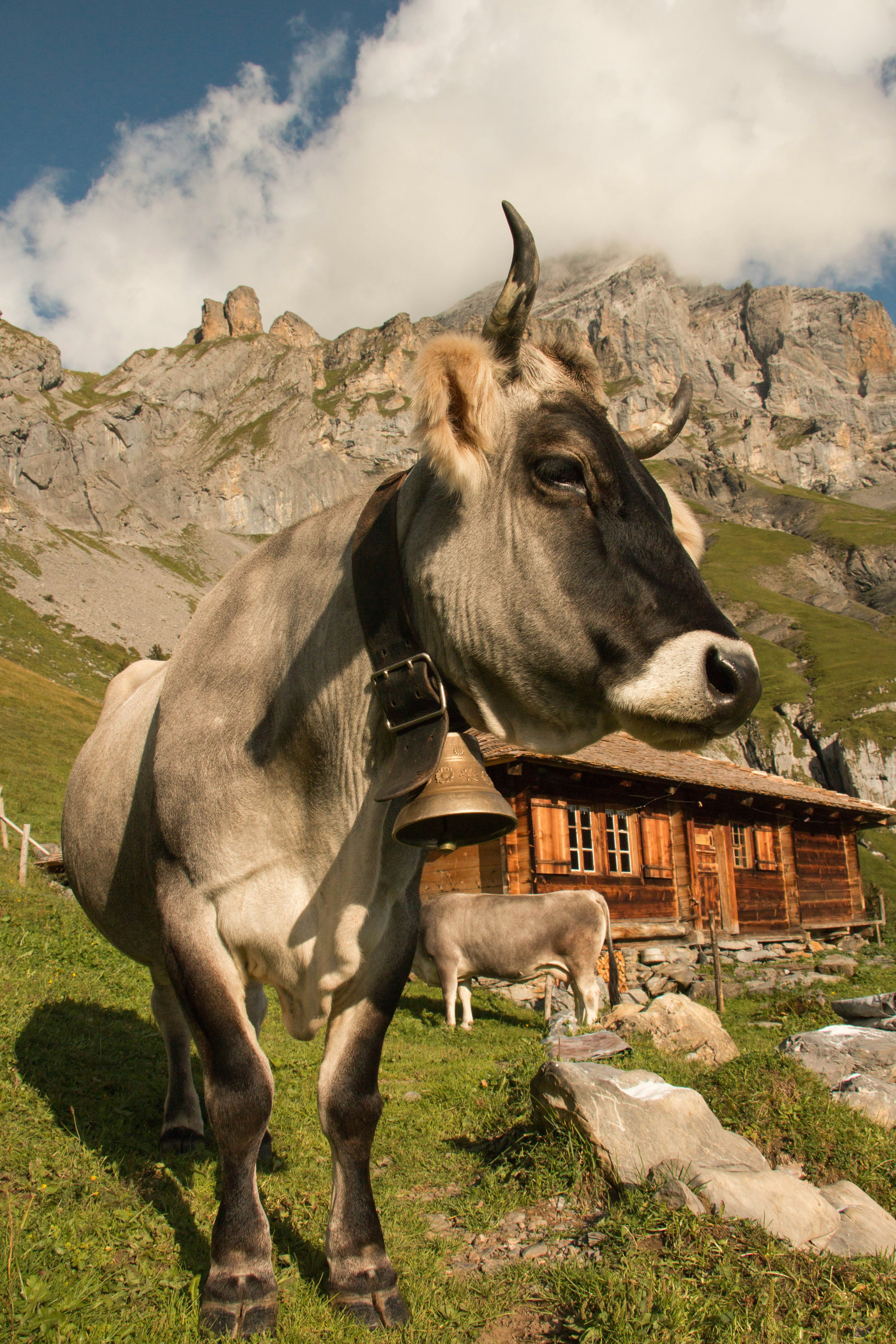 Swiss Cow