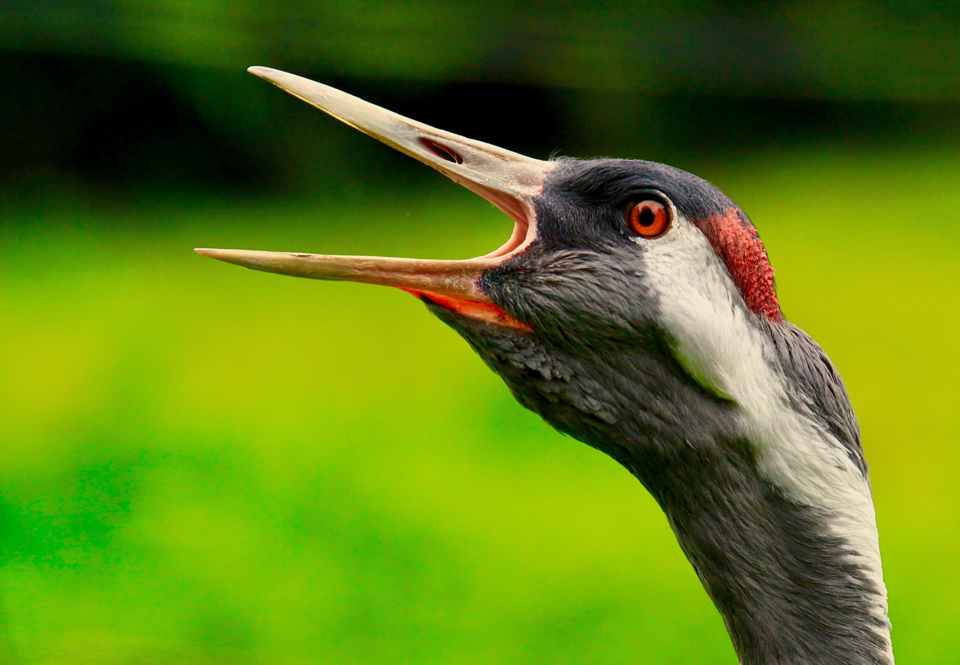 Red-Crowned Crane: Beak-Wide Moment Against a Verdant Backdrop