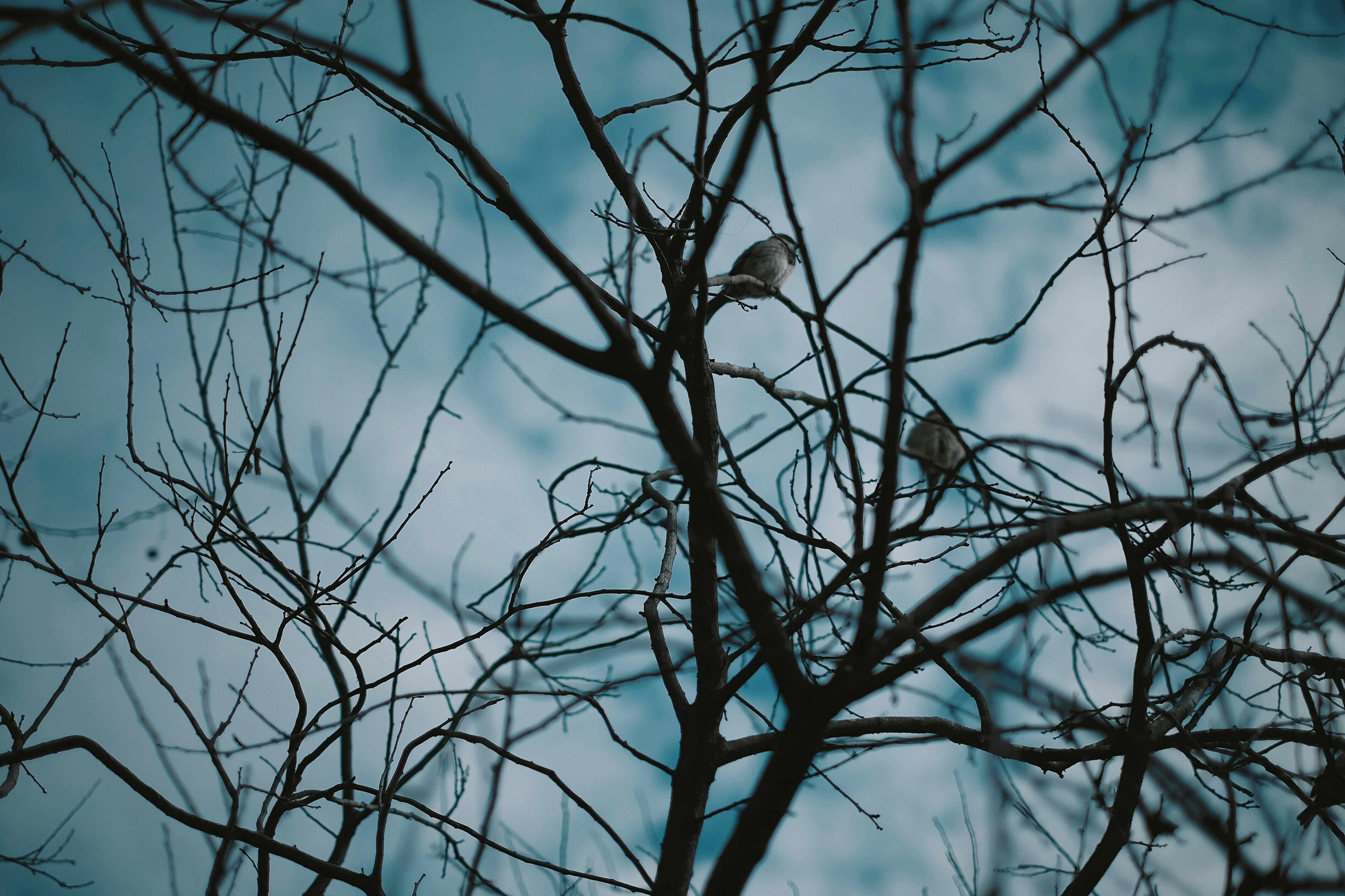 Silhouetted birds perched on leafless branches against a cloudy sky.
