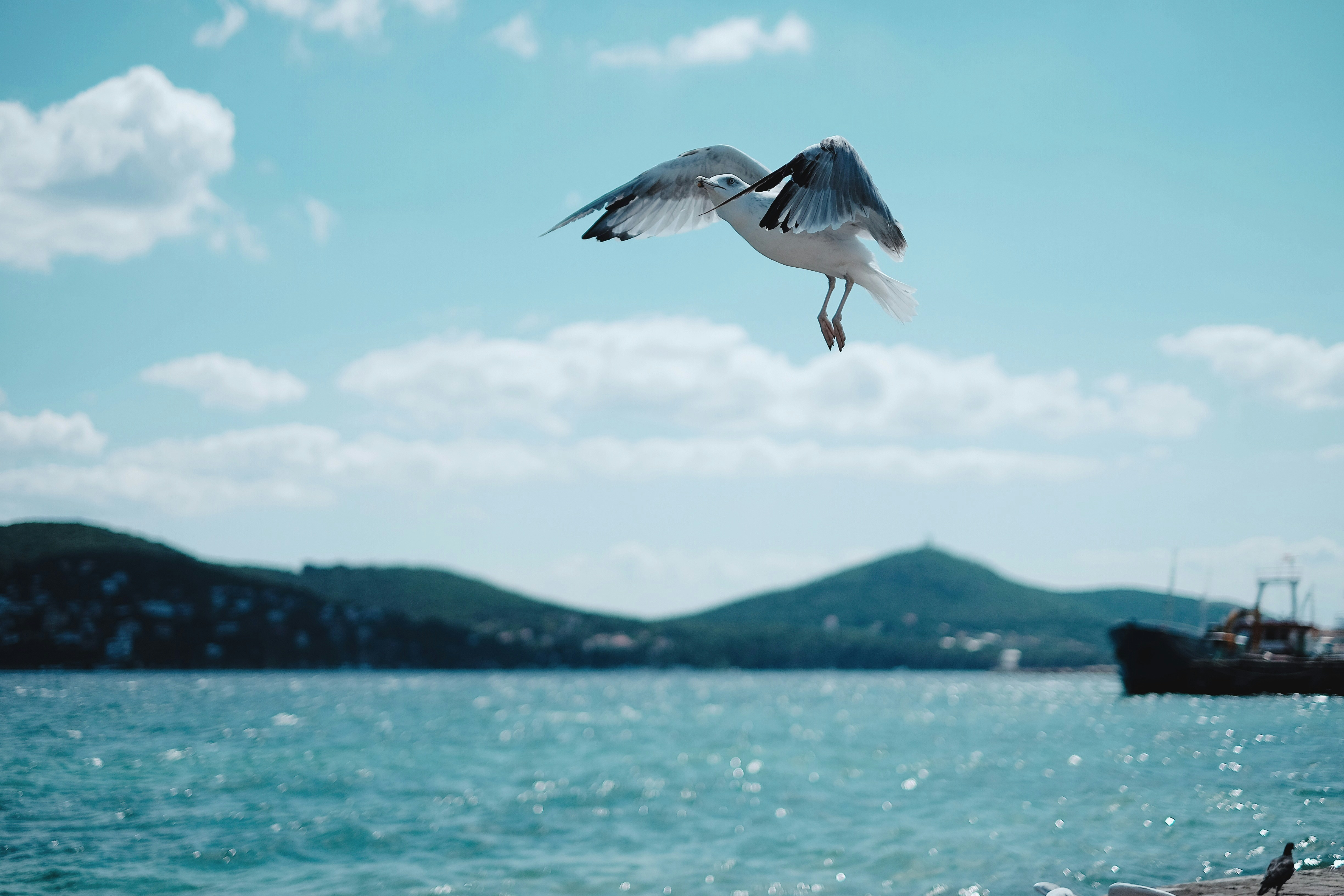 Winged Pause Over Turquoise Bay: Duo Seabirds in Flight