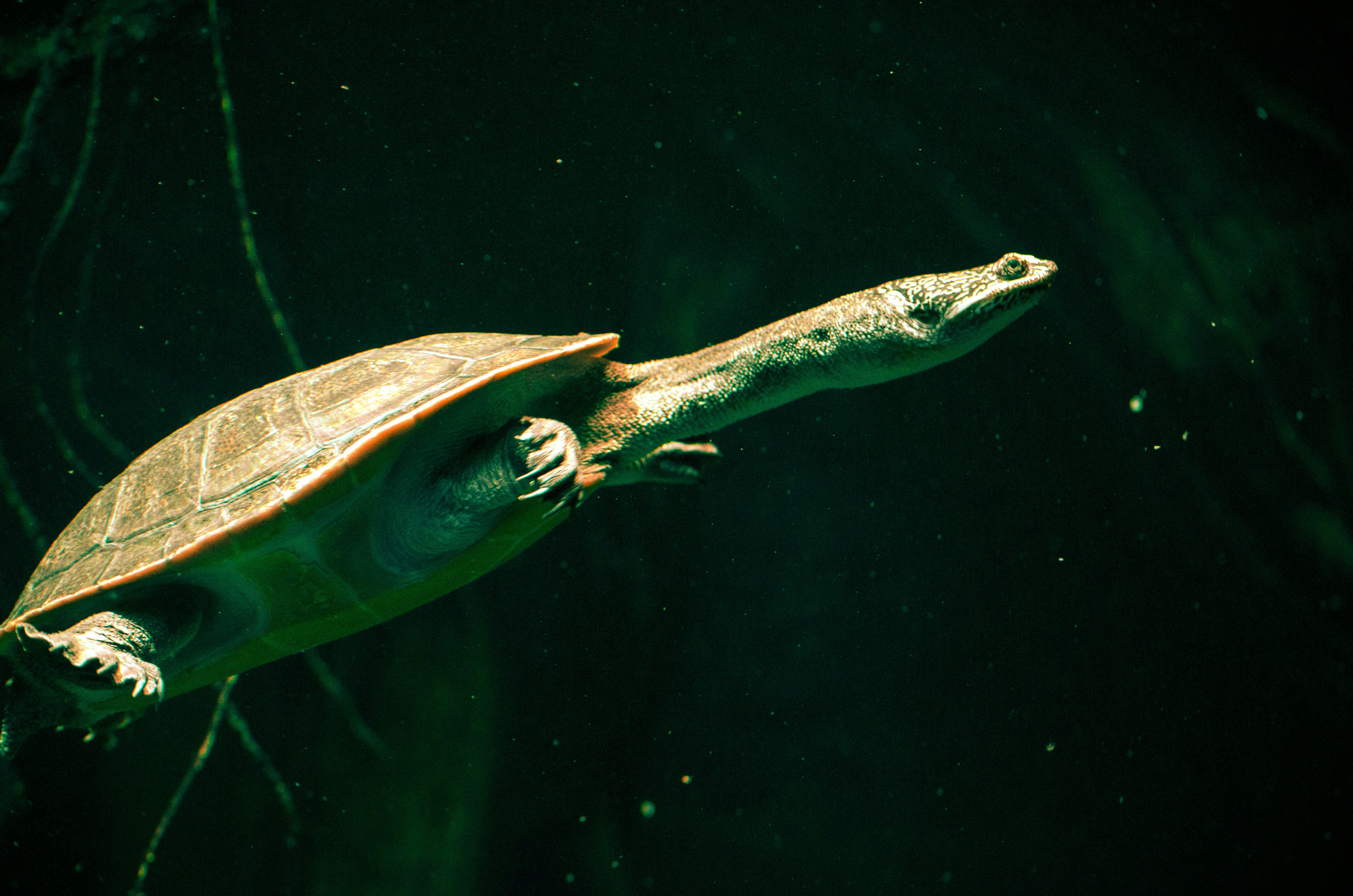 Emerald Glide: Sea Turtle Cuts Through Green Currents