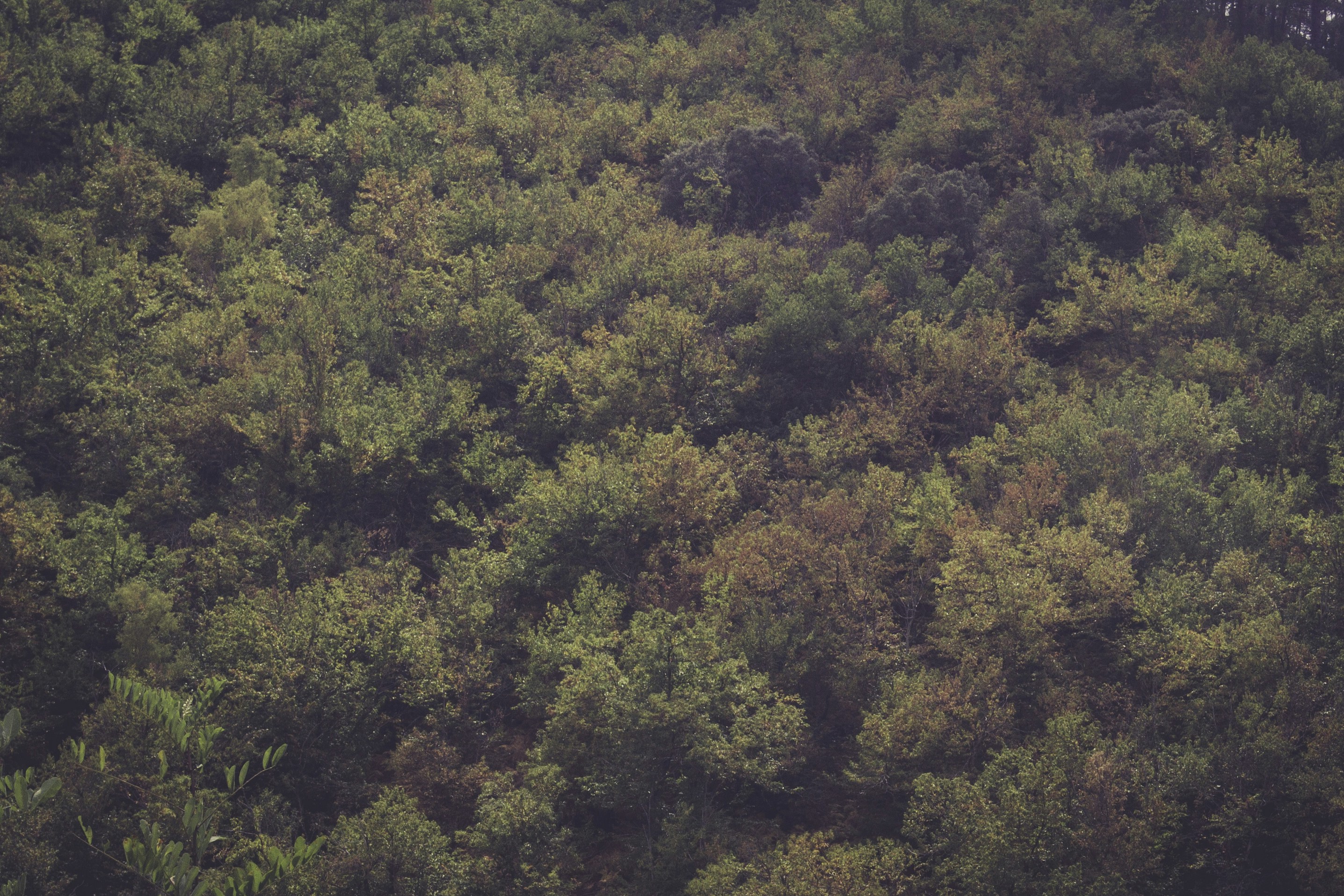 Dense forest with a tapestry of green and orange foliage in early autumn.