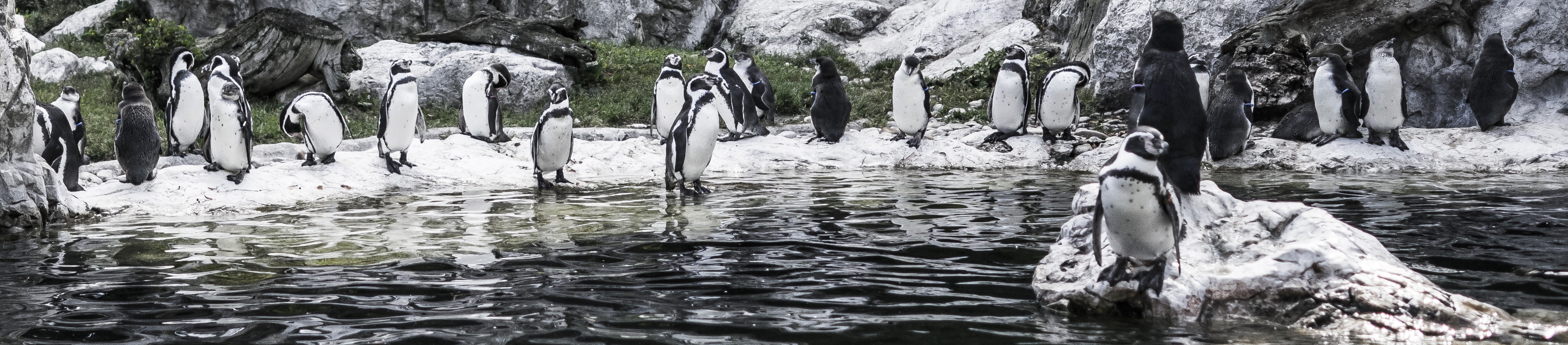 Penguin Gathering by the Water's Edge