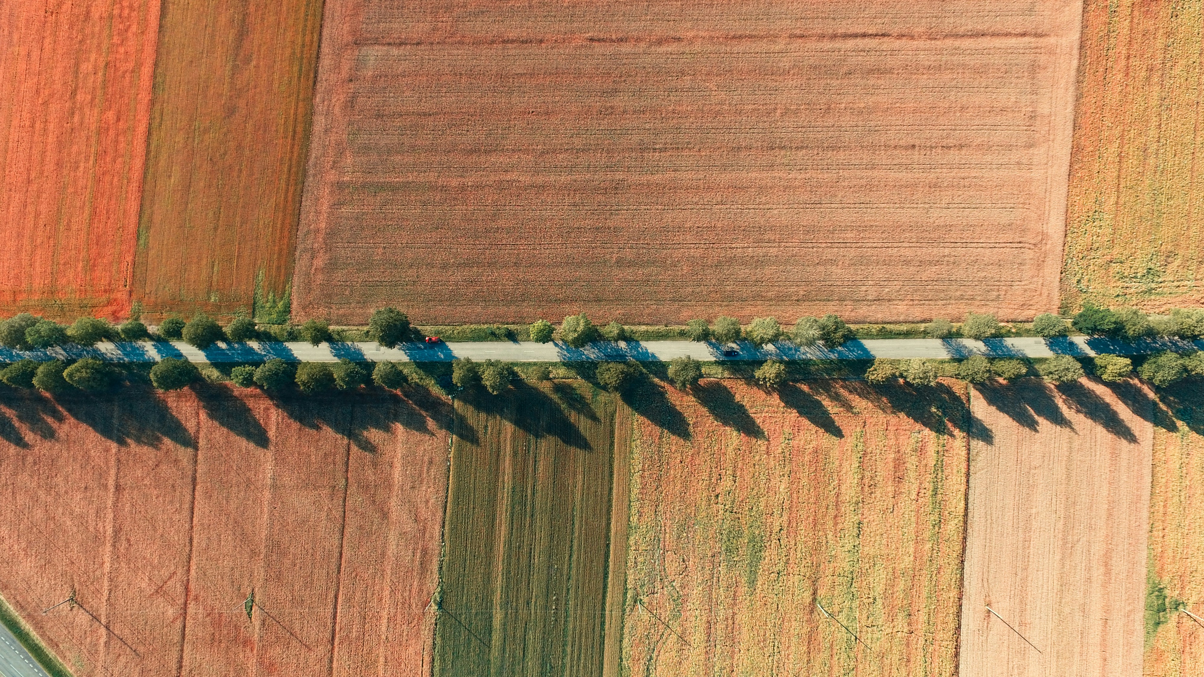 Patchwork of colorful fields divided by a tree-lined road casting long shadows.