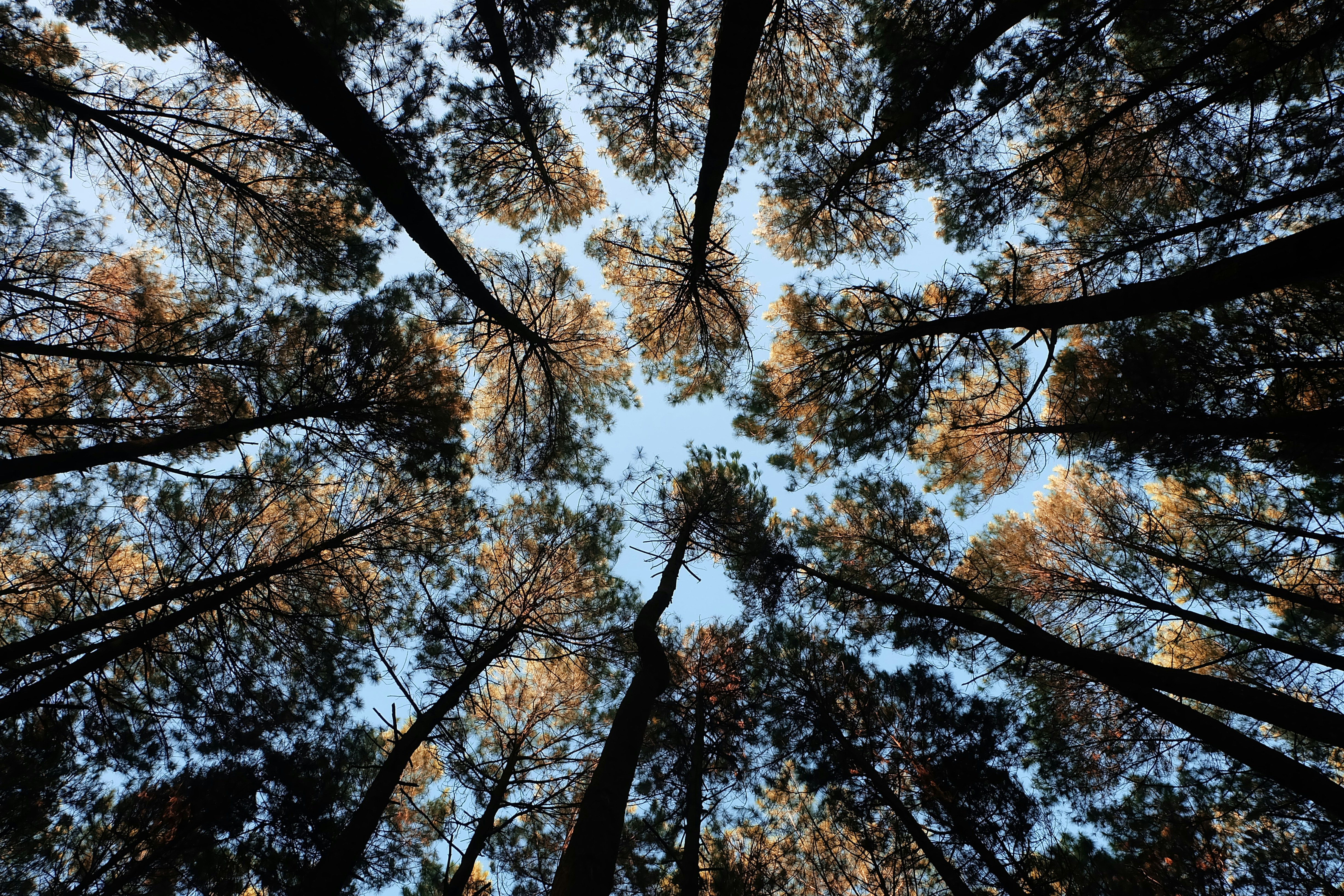 Worm's-eye view photo of tall trees photo – Free Tree Image on Unsplash