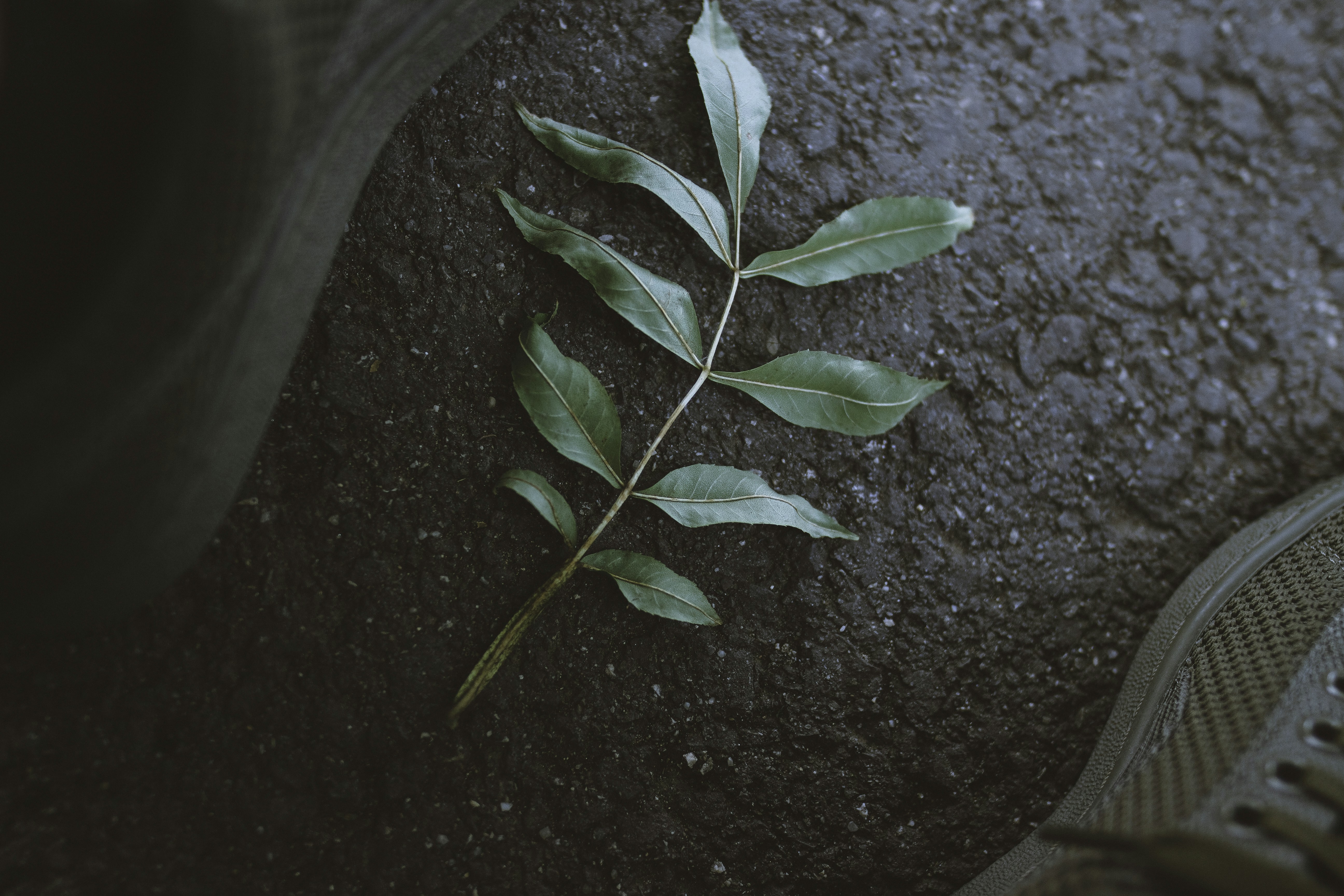 Sprout at the Edge: Quiet Leaf on Dark Soil