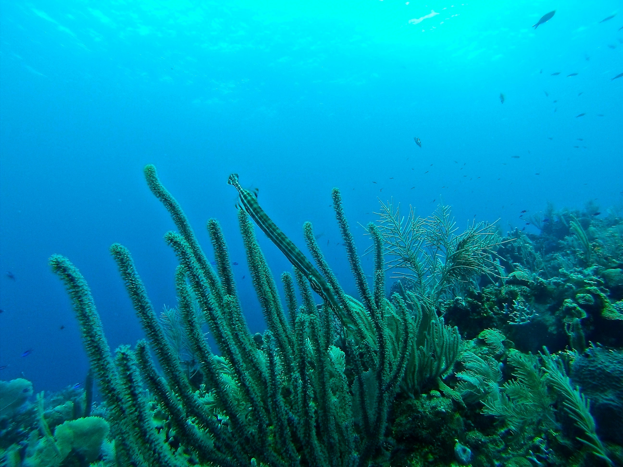 Trumpetfish blending seamlessly with vibrant corals in the clear blue Caribbean waters.