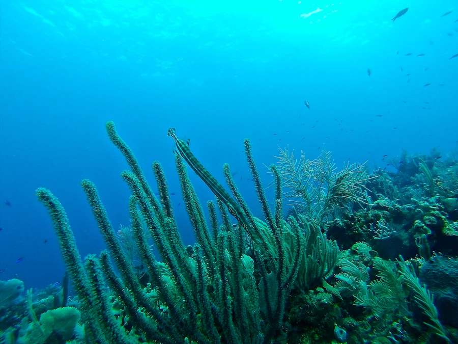 Tall sea fan corals rise from a tropical reef beneath clear blue water, with small fish scattered in the distance. The foreground coral garden fills the lower half of the scene.