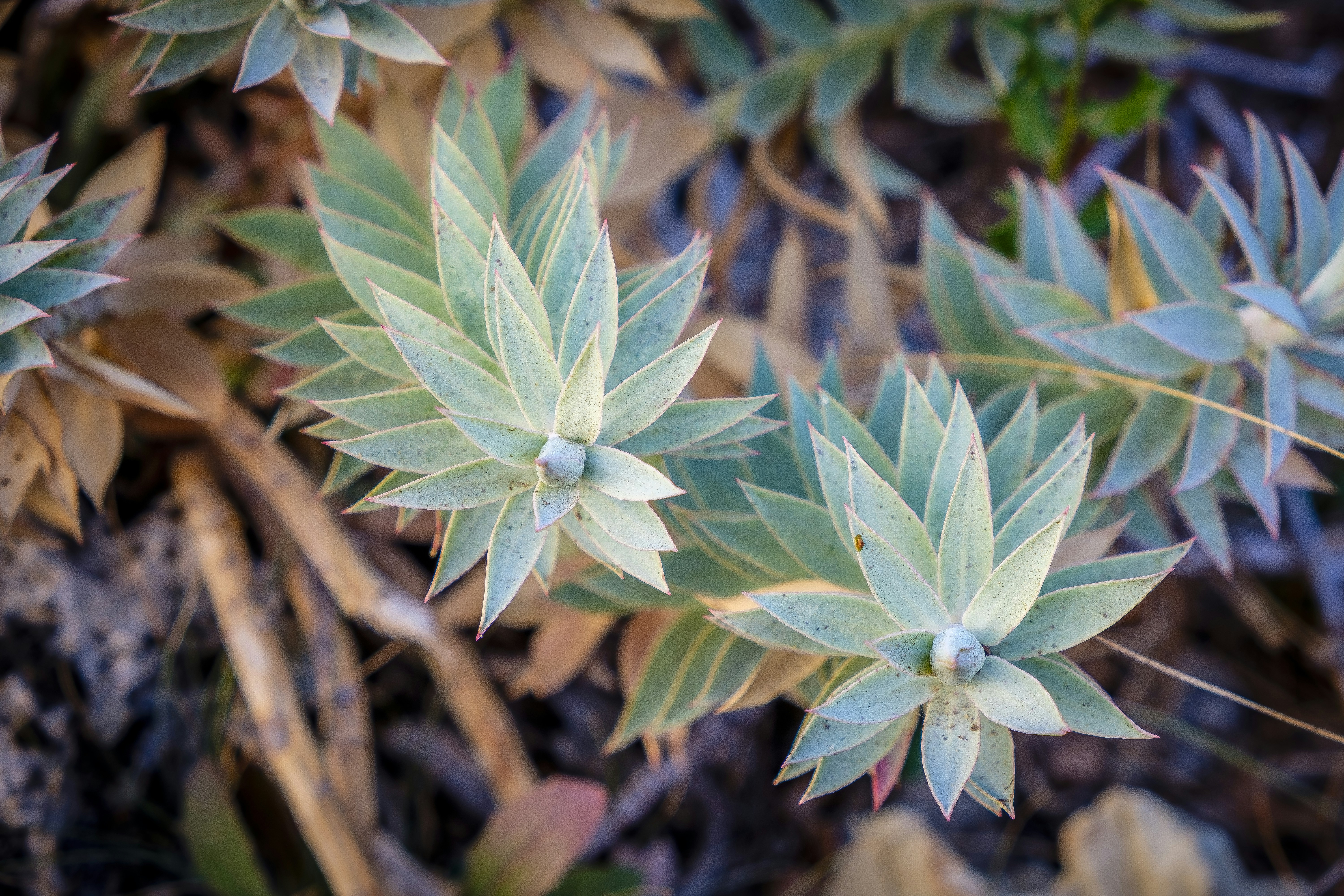 Rosette of Cooling Blue: Succulent Sprigs in Soft Focus