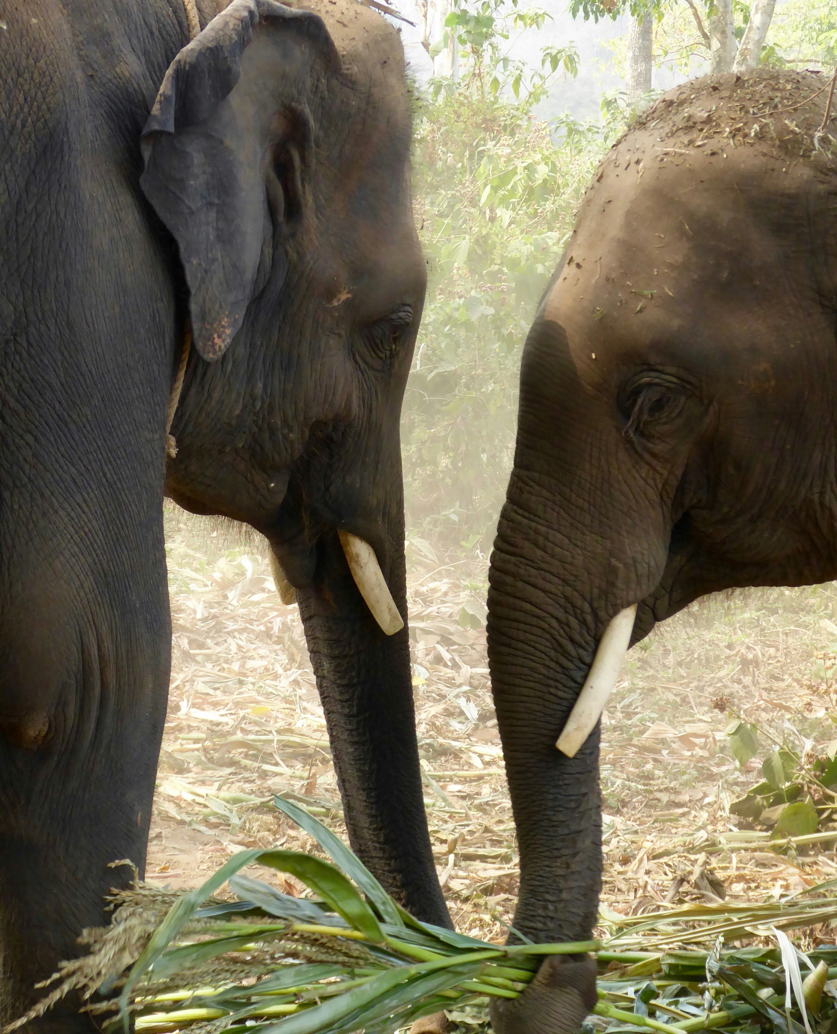 Two elephants sharing a meal amidst a lush, green backdrop, showcasing their gentle nature and social behavior.