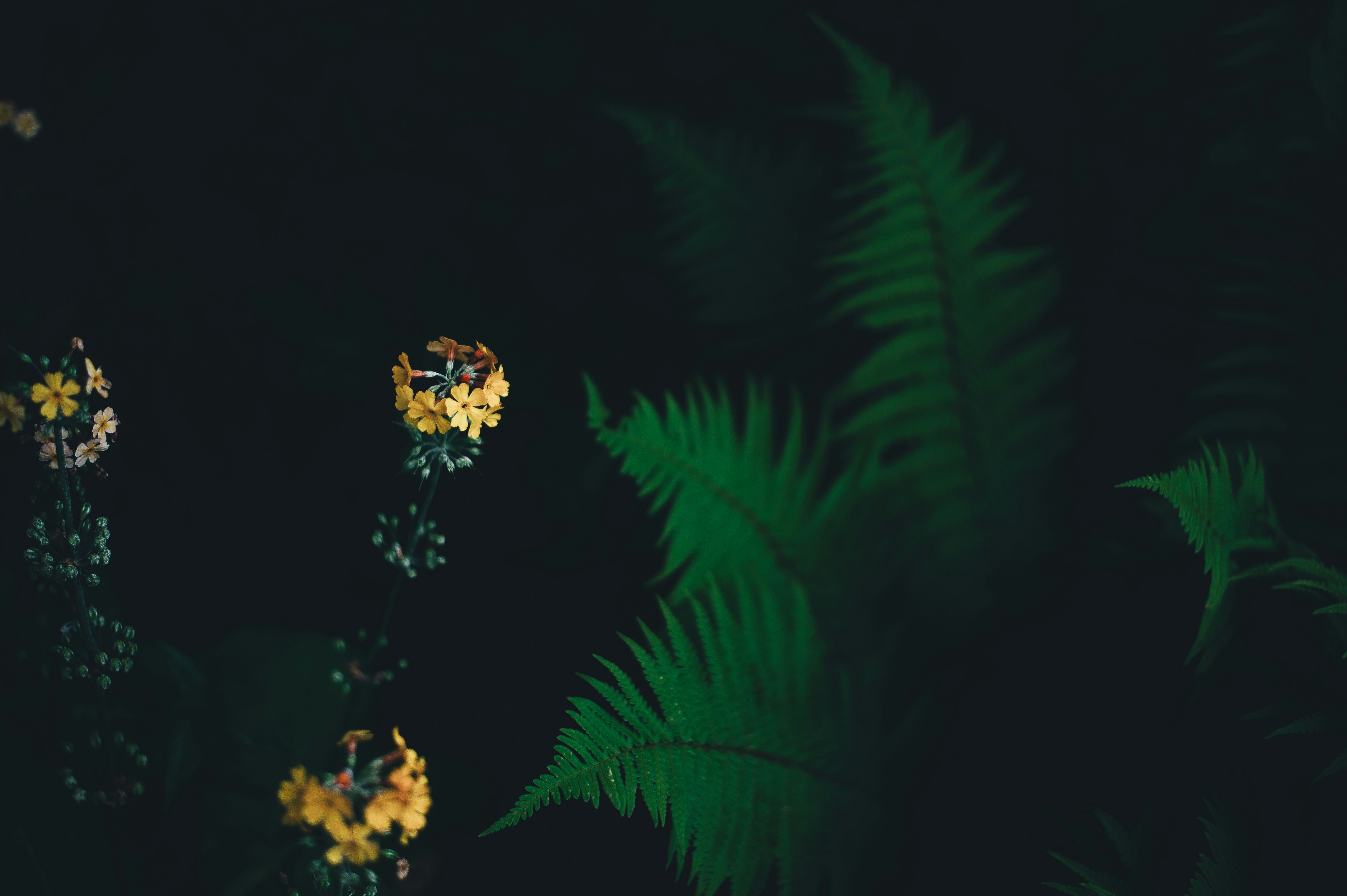 Delicate yellow flowers emerge amidst lush green ferns in a shadowy forest setting.