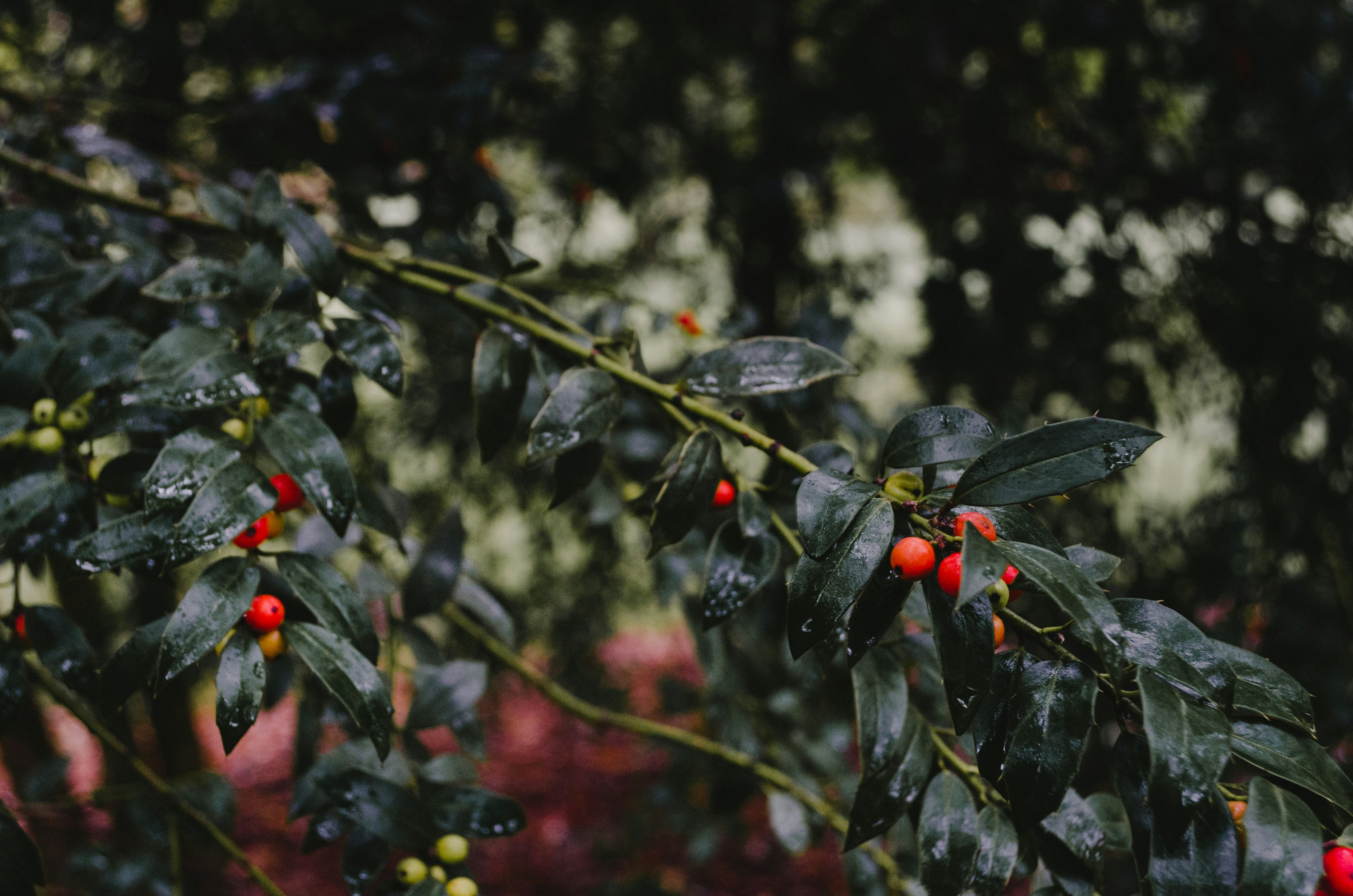 Vibrant red berries adorn a lush green branch, glistening with droplets of water against a blurred backdrop of foliage.