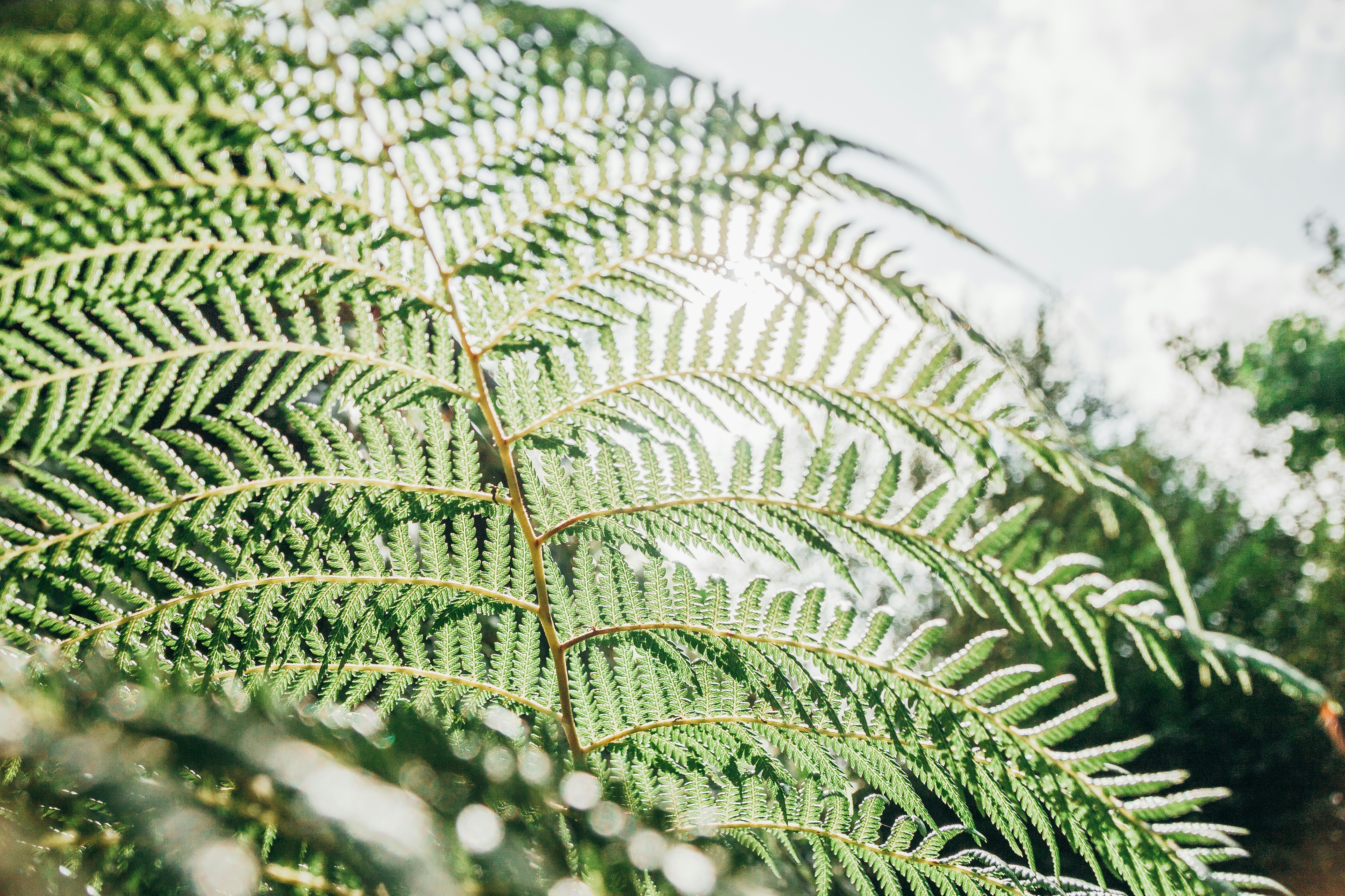 Close-up of vibrant green fern leaves with sunlight filtering through the foliage.