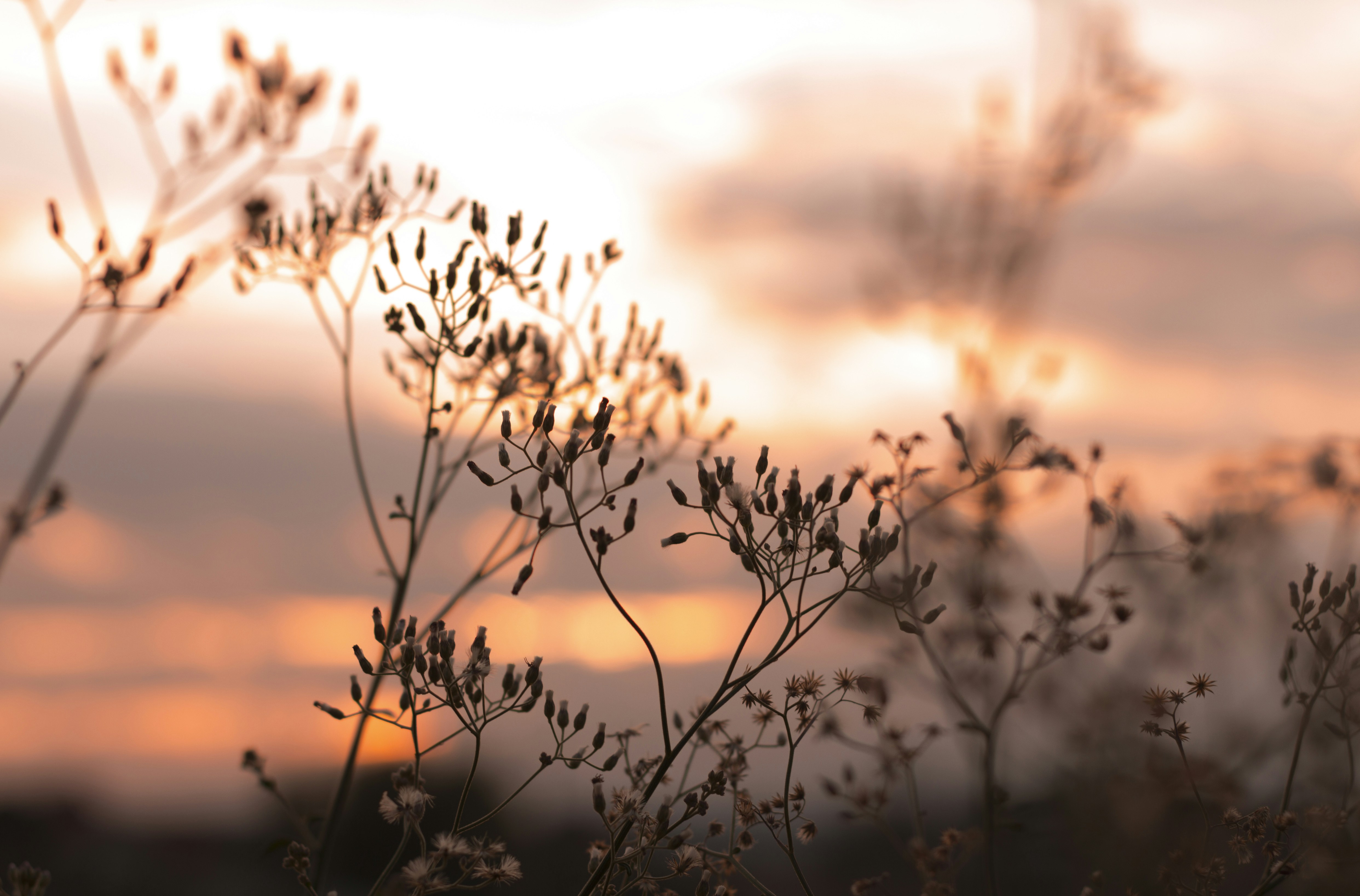Delicate plant stems silhouetted against a warm, glowing sunset sky.