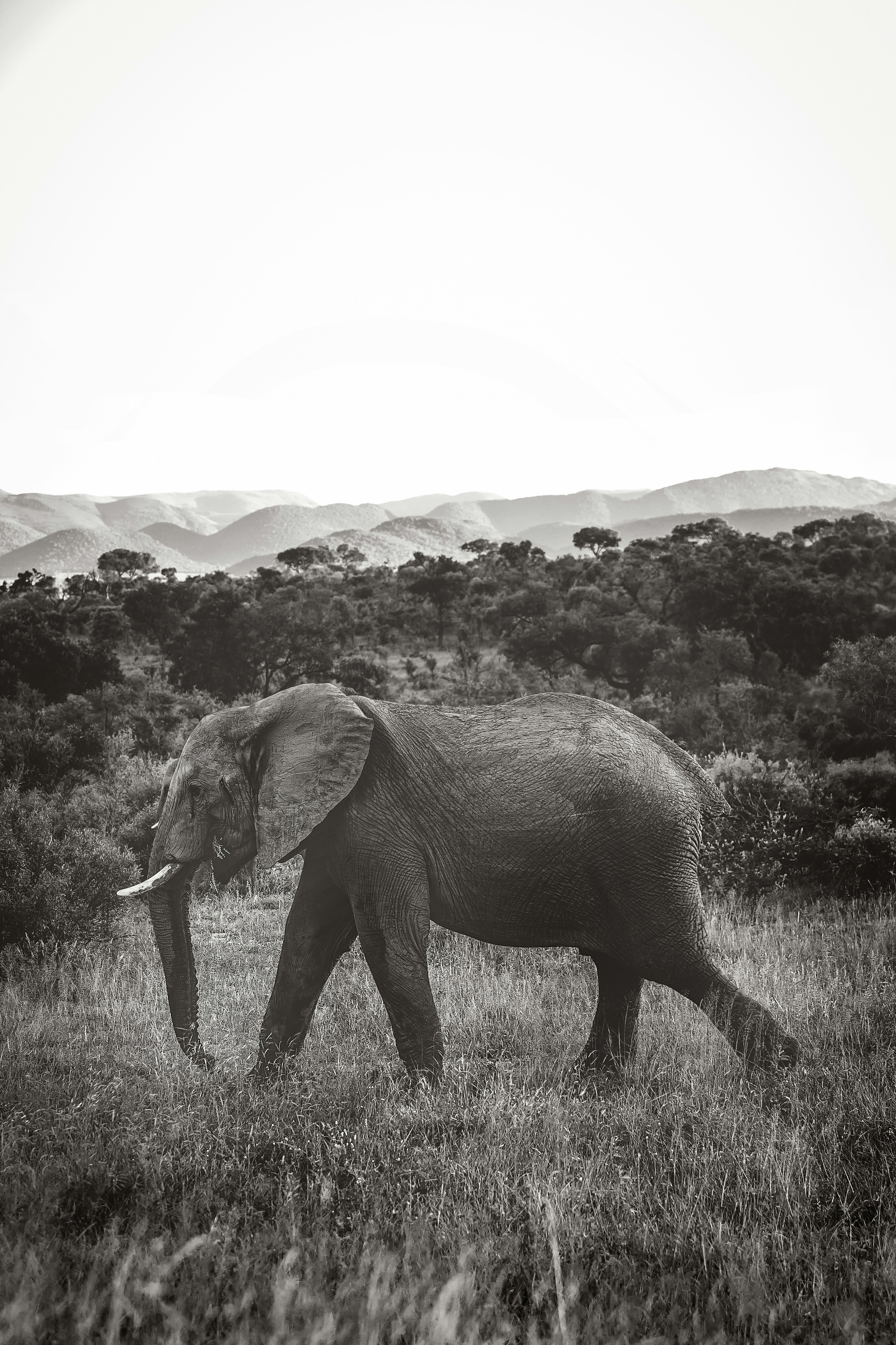 Elephant walking through grassy savannah with distant hills and trees in background.