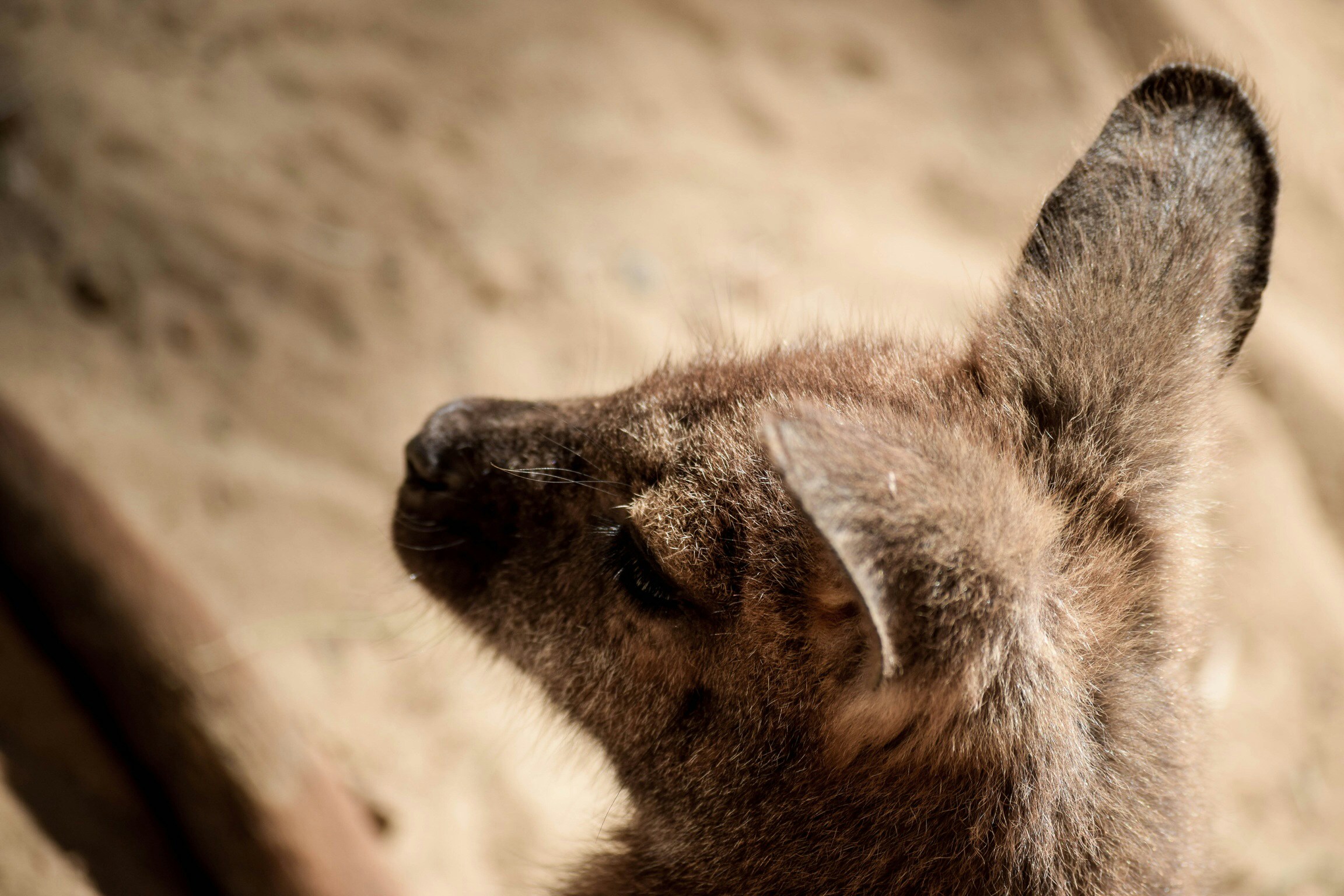 Closeup photo of gray rodent photo – Free Wallaby Image on Unsplash
