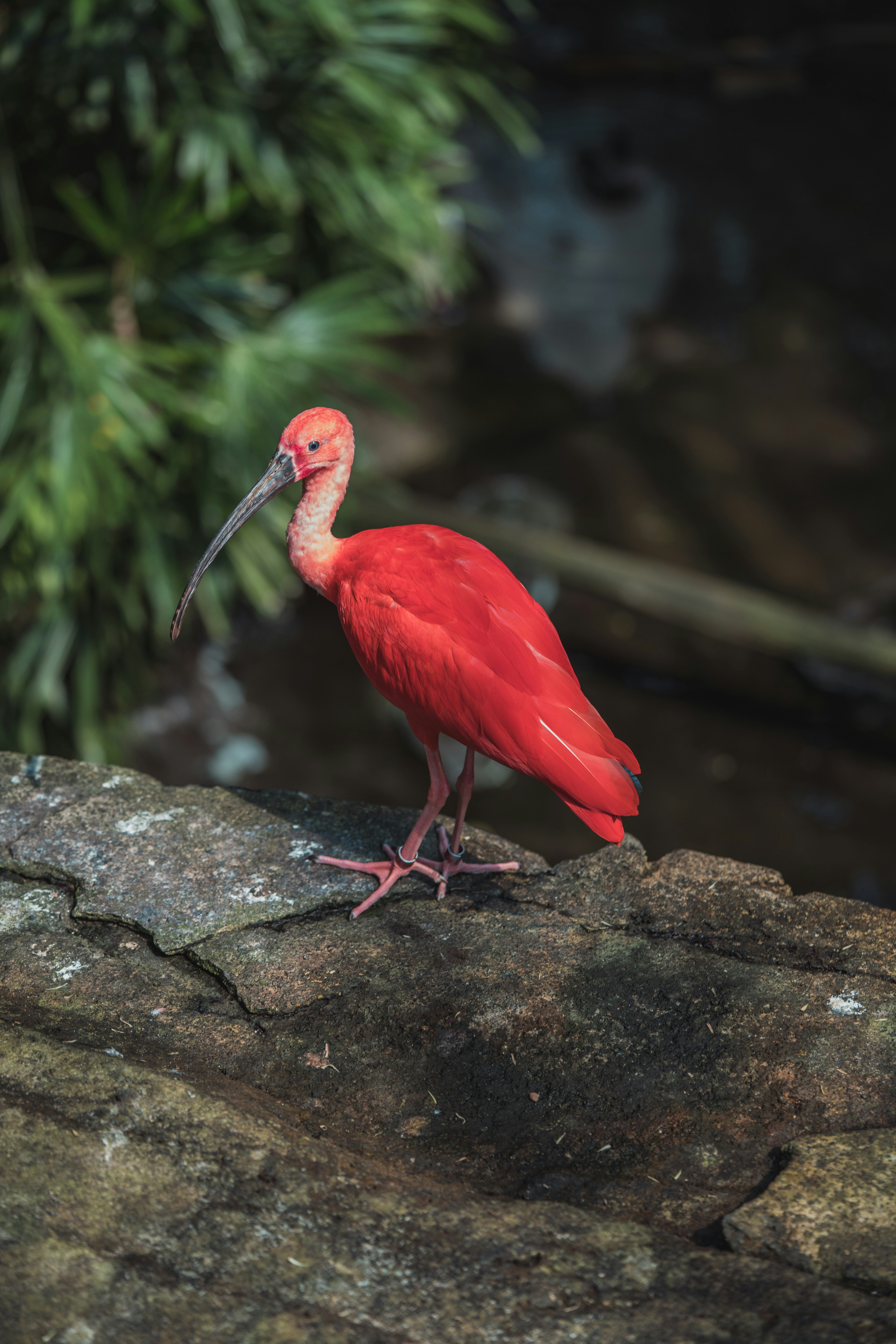 Foto Pájaro rosa con pico largo negro – Imagen Rojo gratis en Unsplash