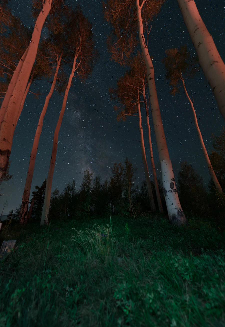 Tall aspen trees rise into a clear, star-filled night sky with the Milky Way faintly visible. Dark forest and glowing green grass fill the foreground.