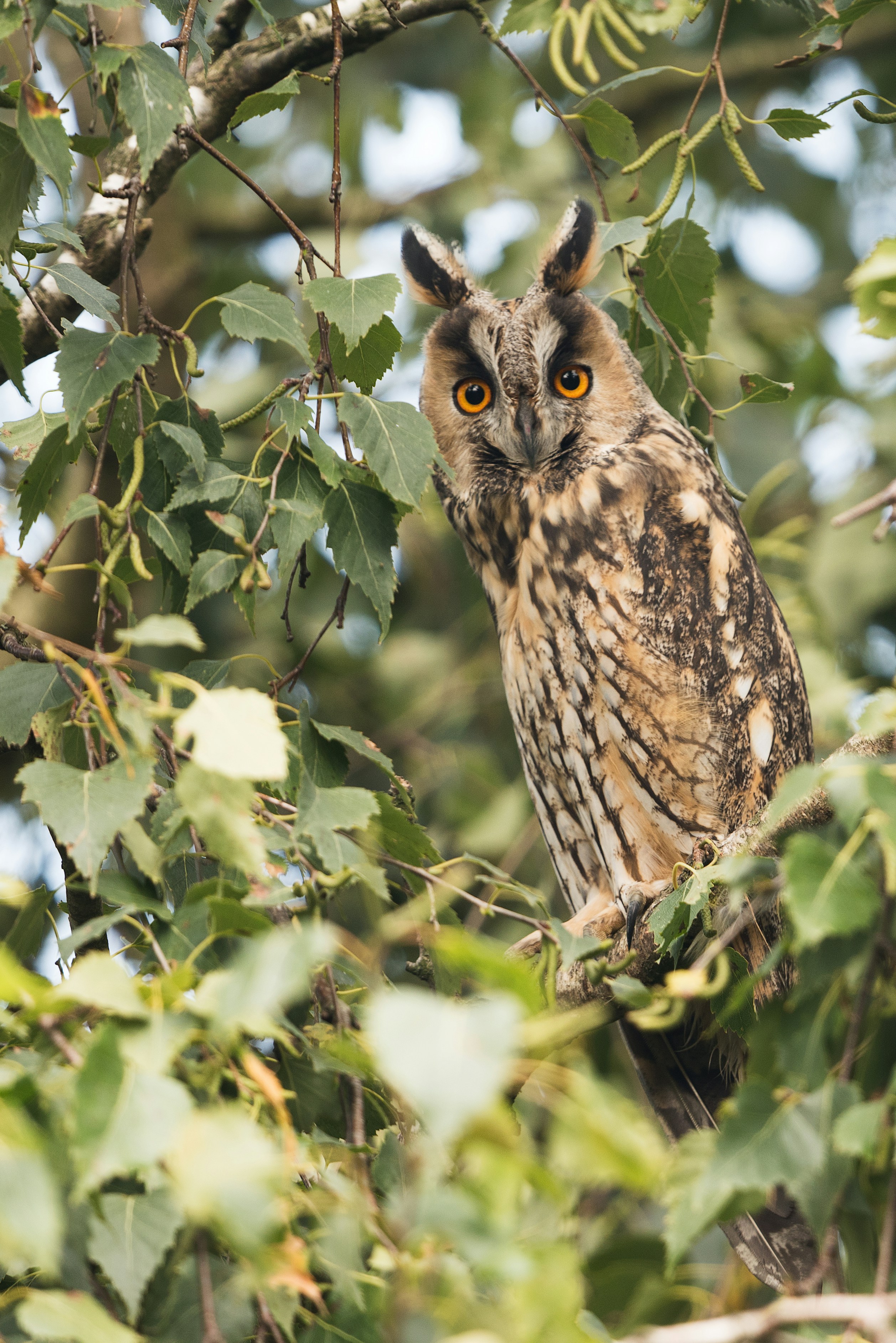 Owl on leafed trees photo – Free Bird Image on Unsplash