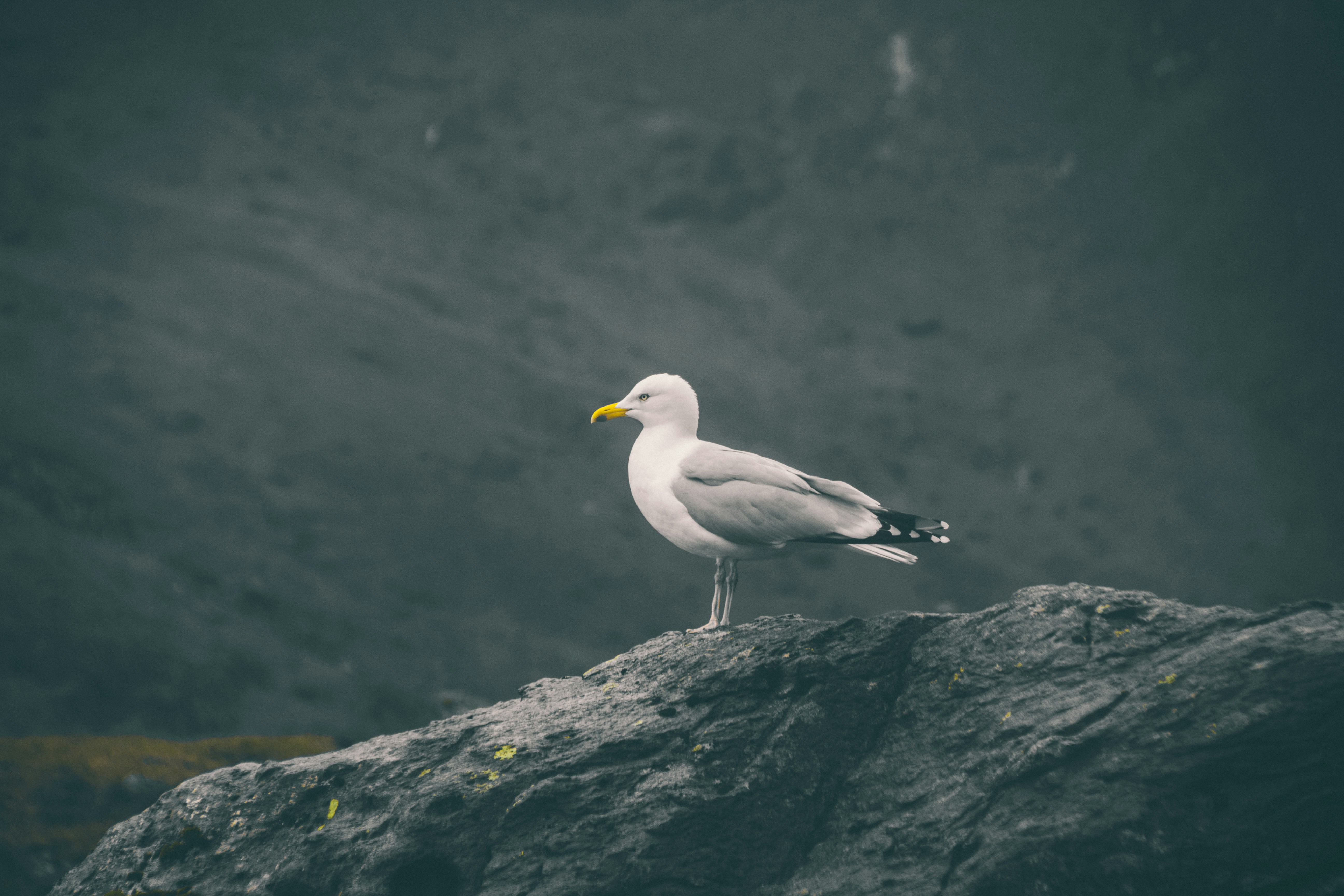 Seagull resting on rock photo – Free Grey Image on Unsplash