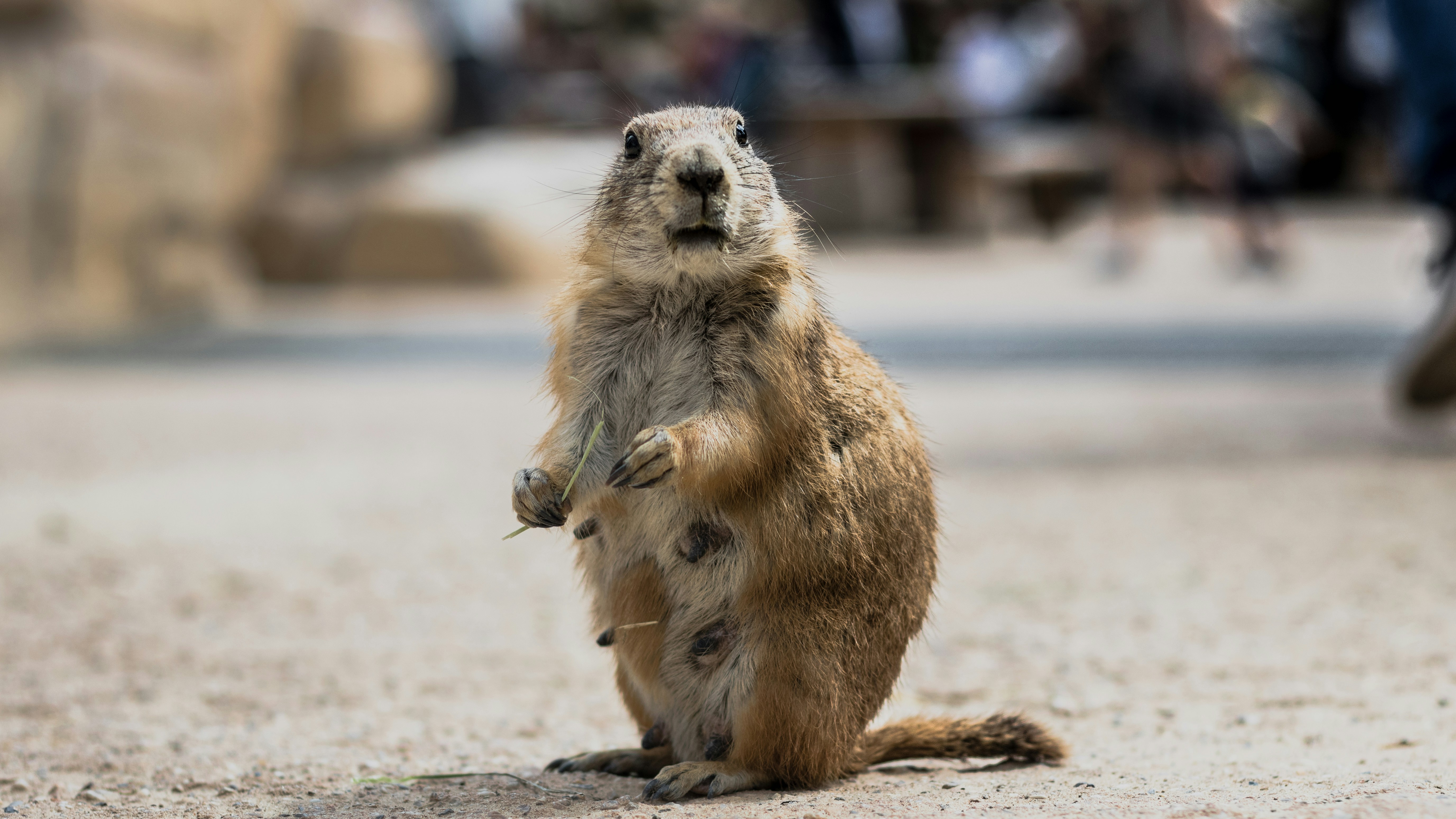Sunlit Stand-In: Prairie Dog Holds Court in a Sunny Plaza