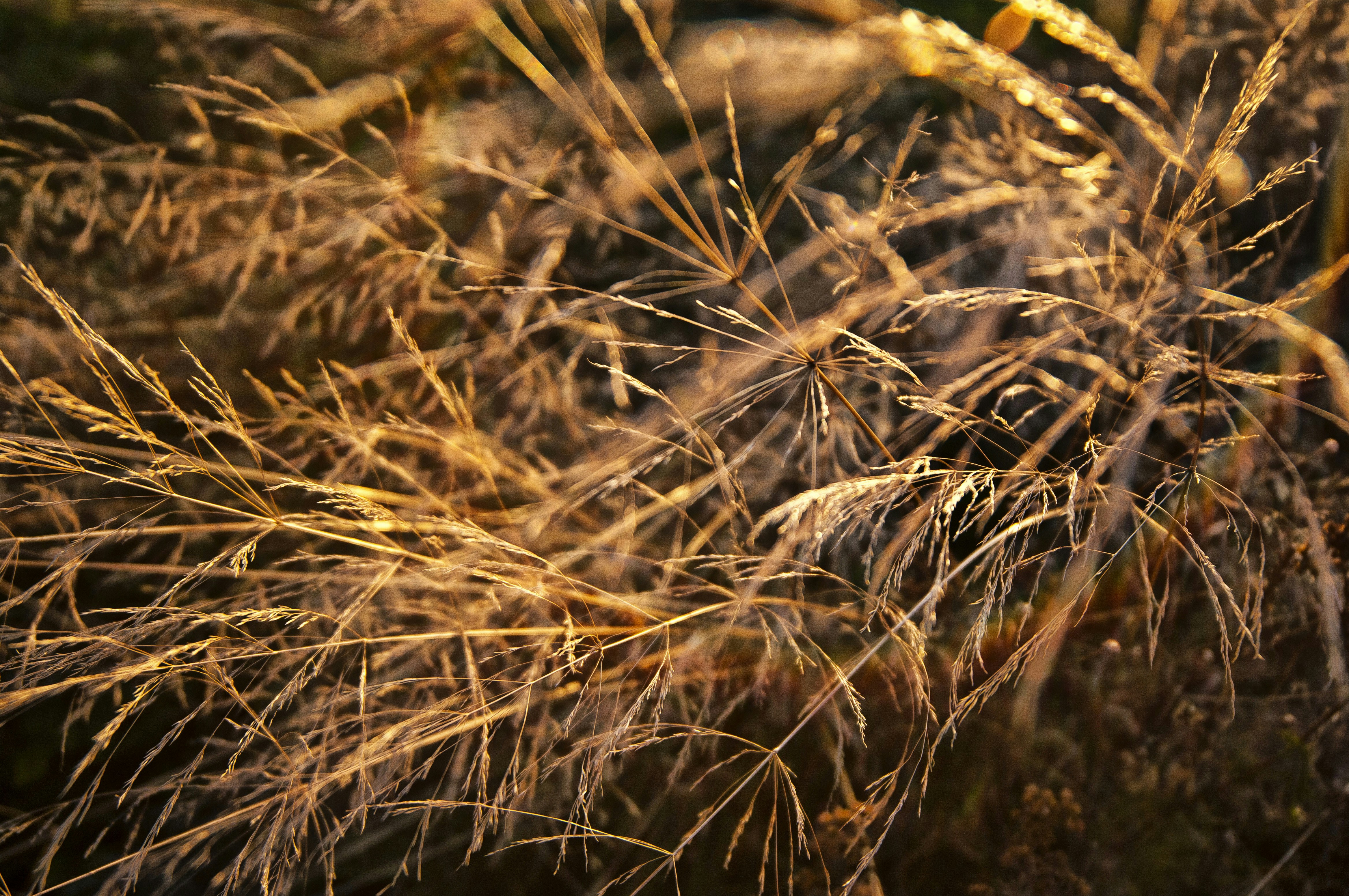 Delicate strands of grass illuminated by soft sunlight, creating a warm and inviting atmosphere.