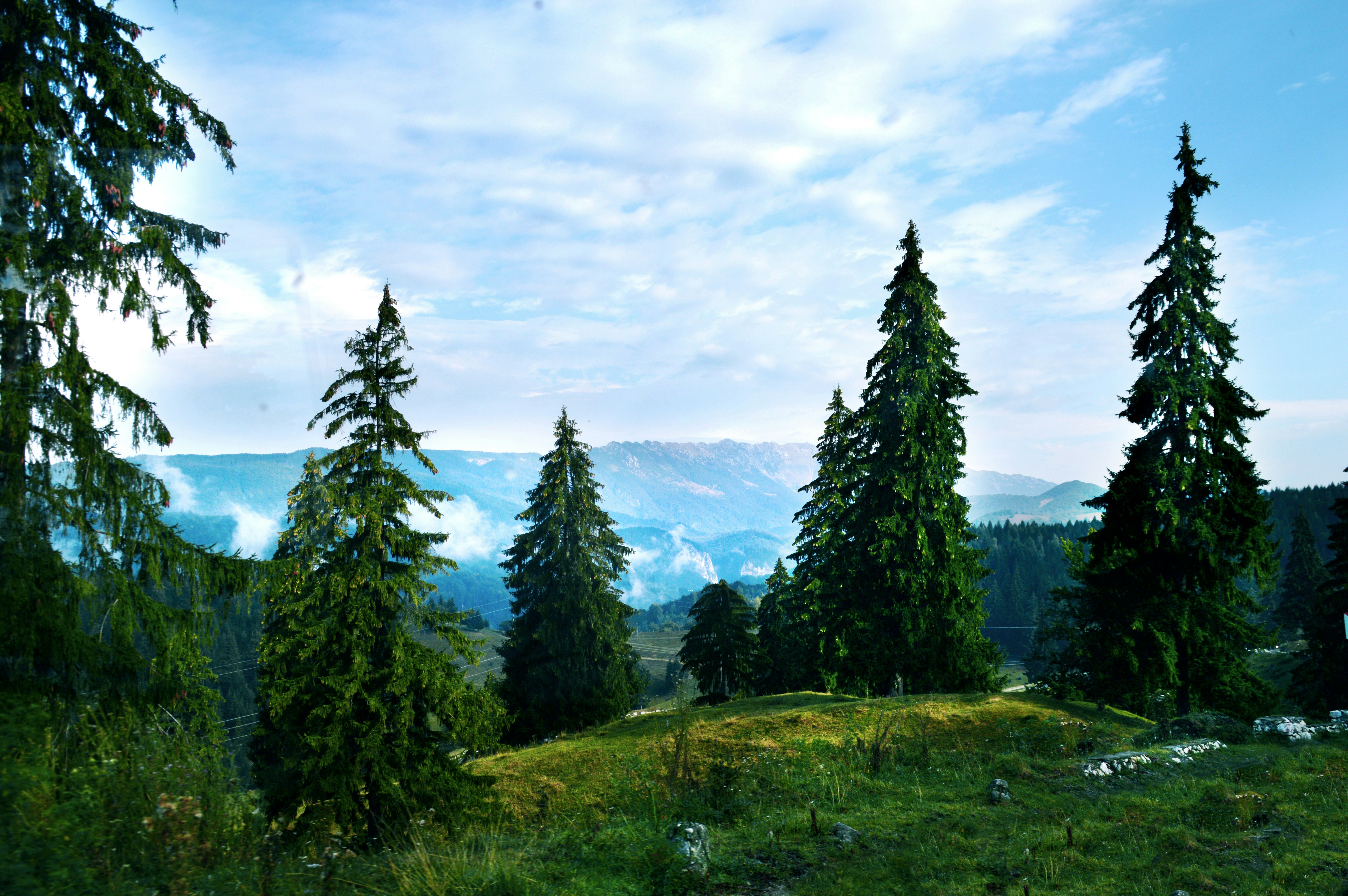 Spruce Forest Pictures | Download Free Images on Unsplash