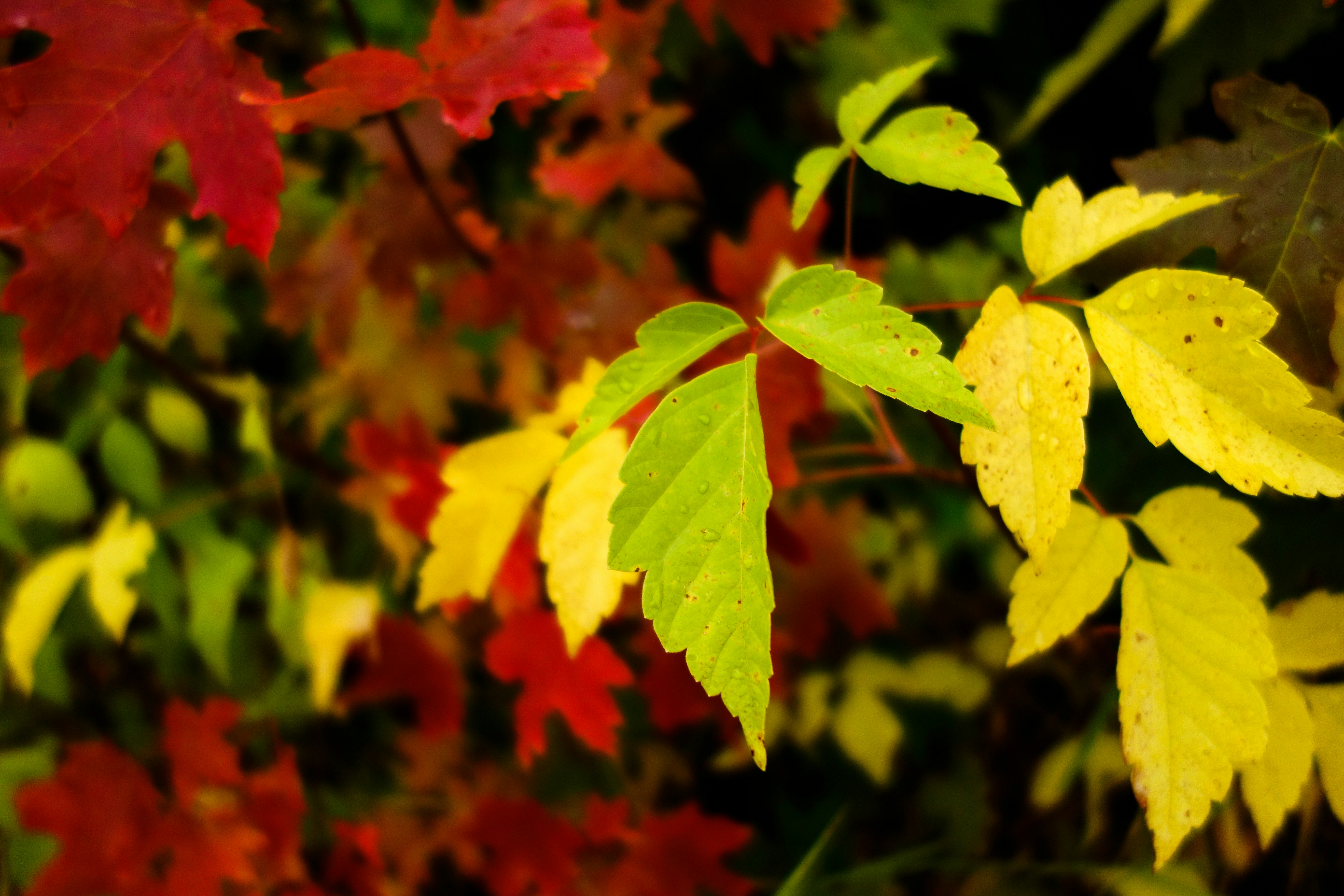 Green and red leaves in tilt shift lens photo – Free Autumn Image on ...