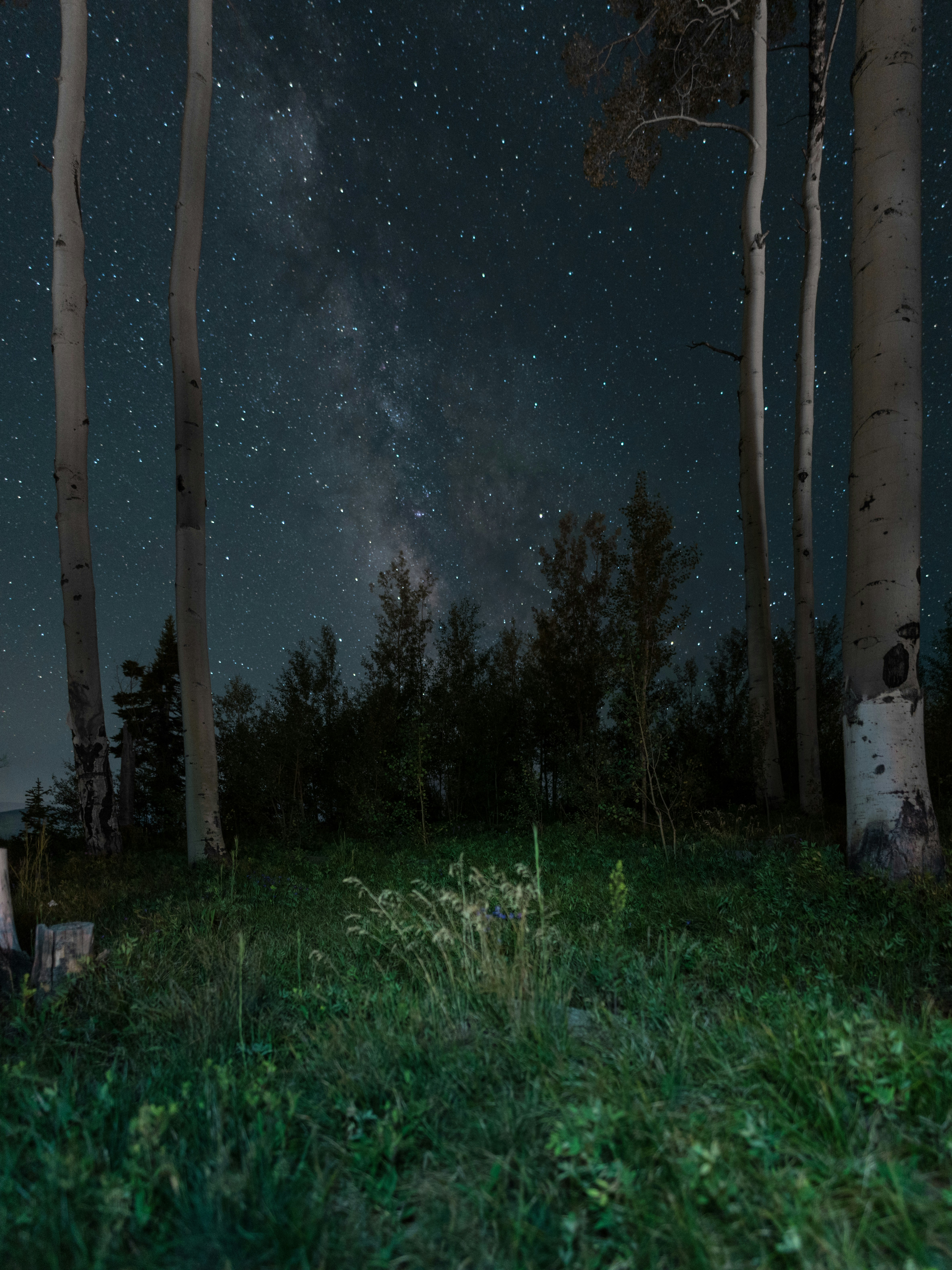 1500+ Night Forest Pictures | Download Free Images on Unsplash