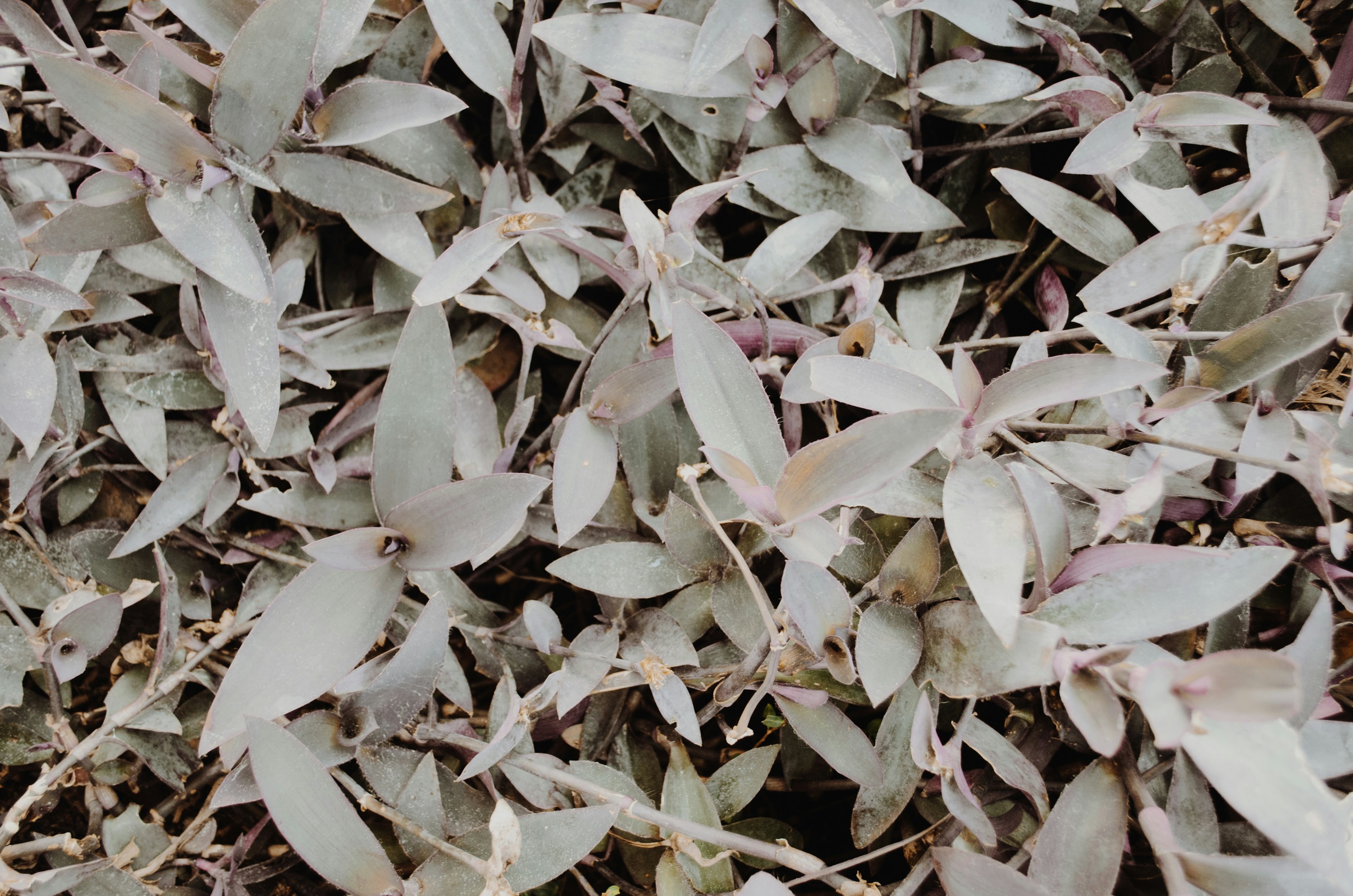Soft Glacier Leaves: A Quiet Tangle of Pale Foliage