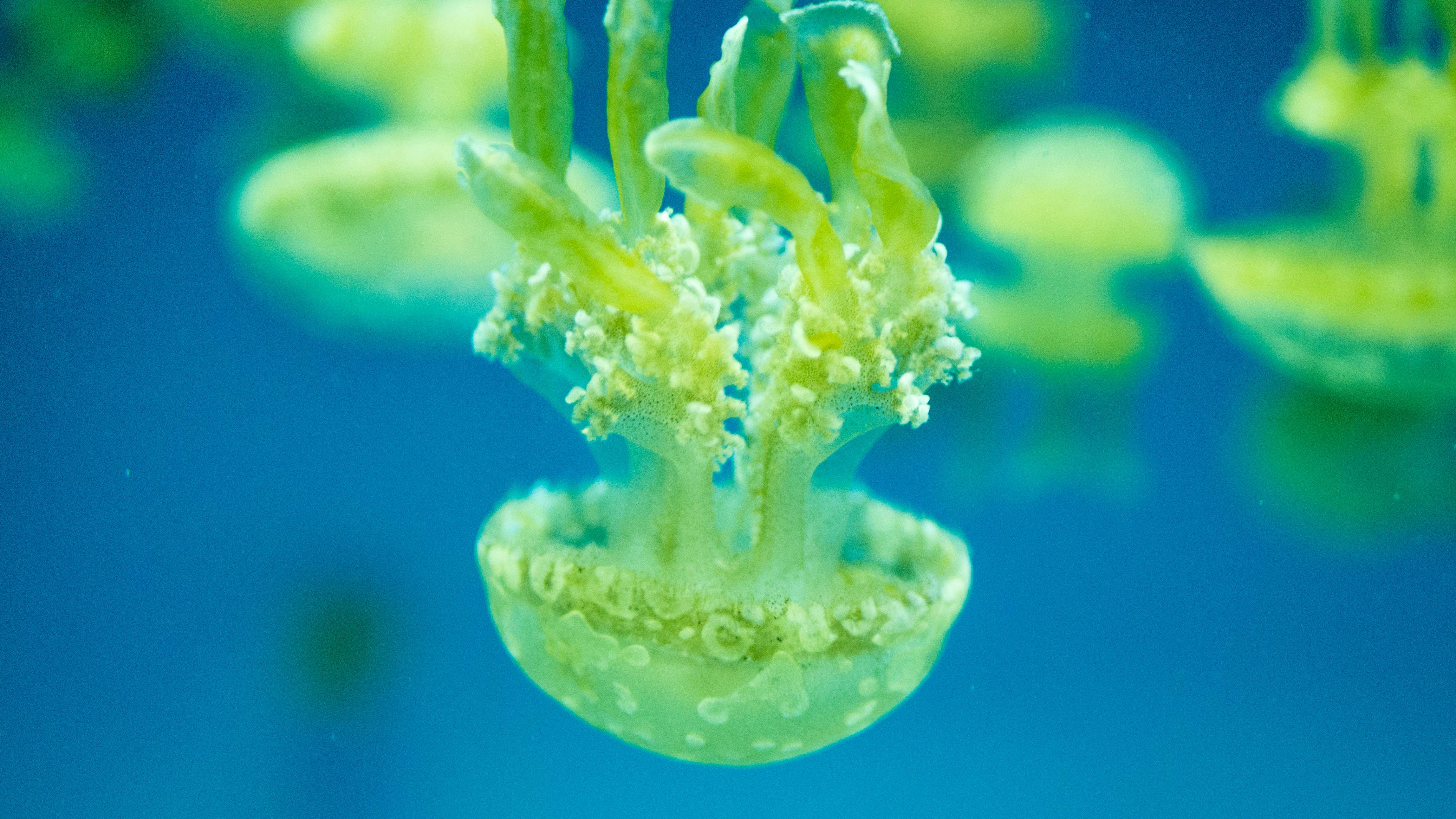 shallow focus photography of green and white starfish