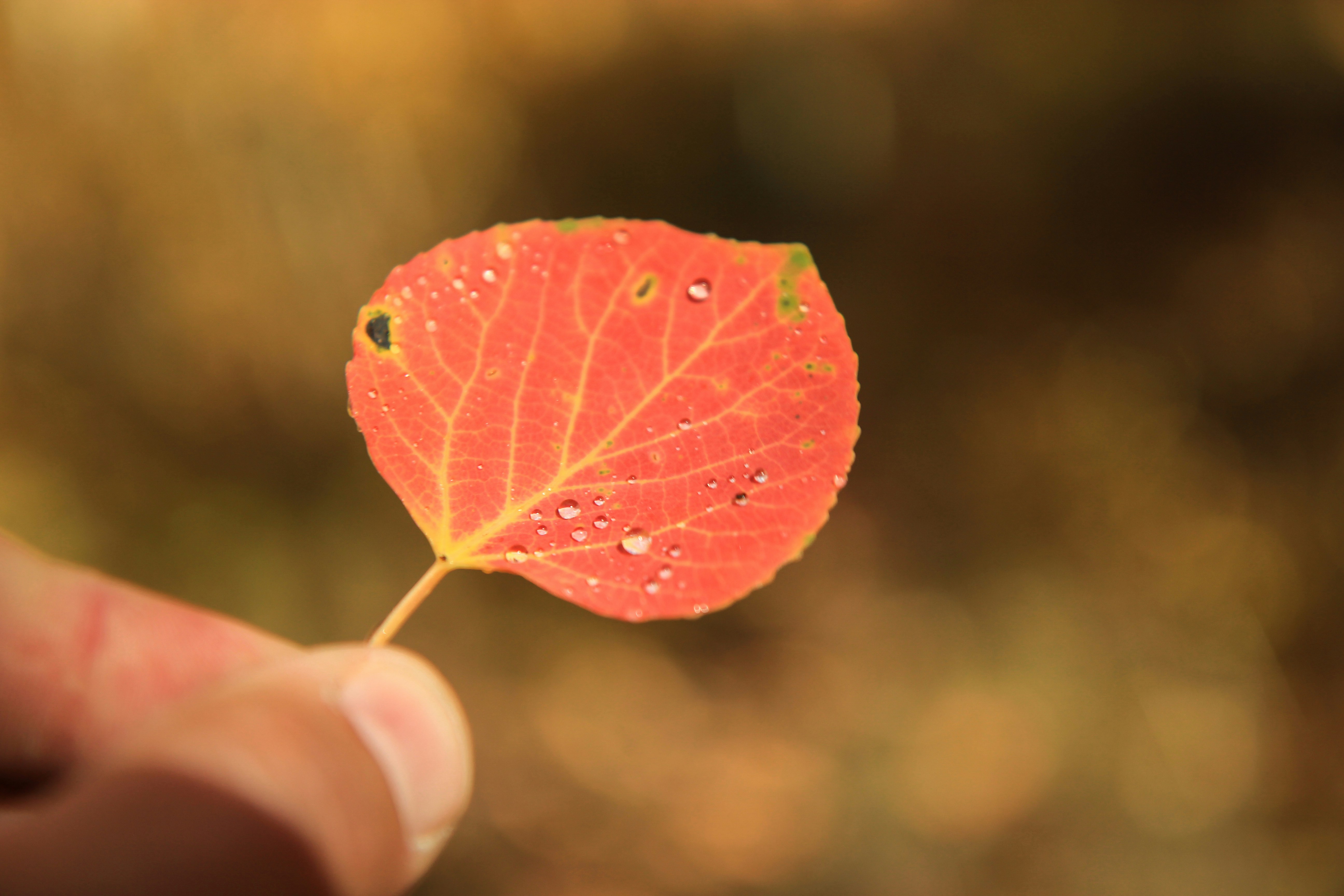 Dew-Kissed Red Leaf in Focus, Against a Soft Autumn Blur