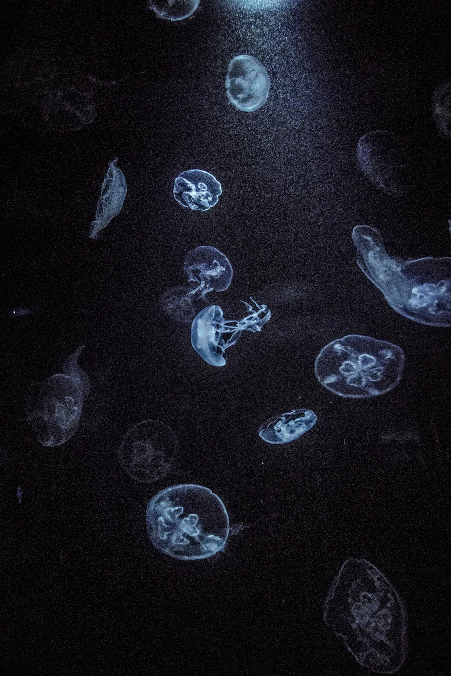 Translucent jellyfish float through a nearly black aquarium scene, glowing blue against the darkness. Fine particles in the water add a soft, dreamlike texture.