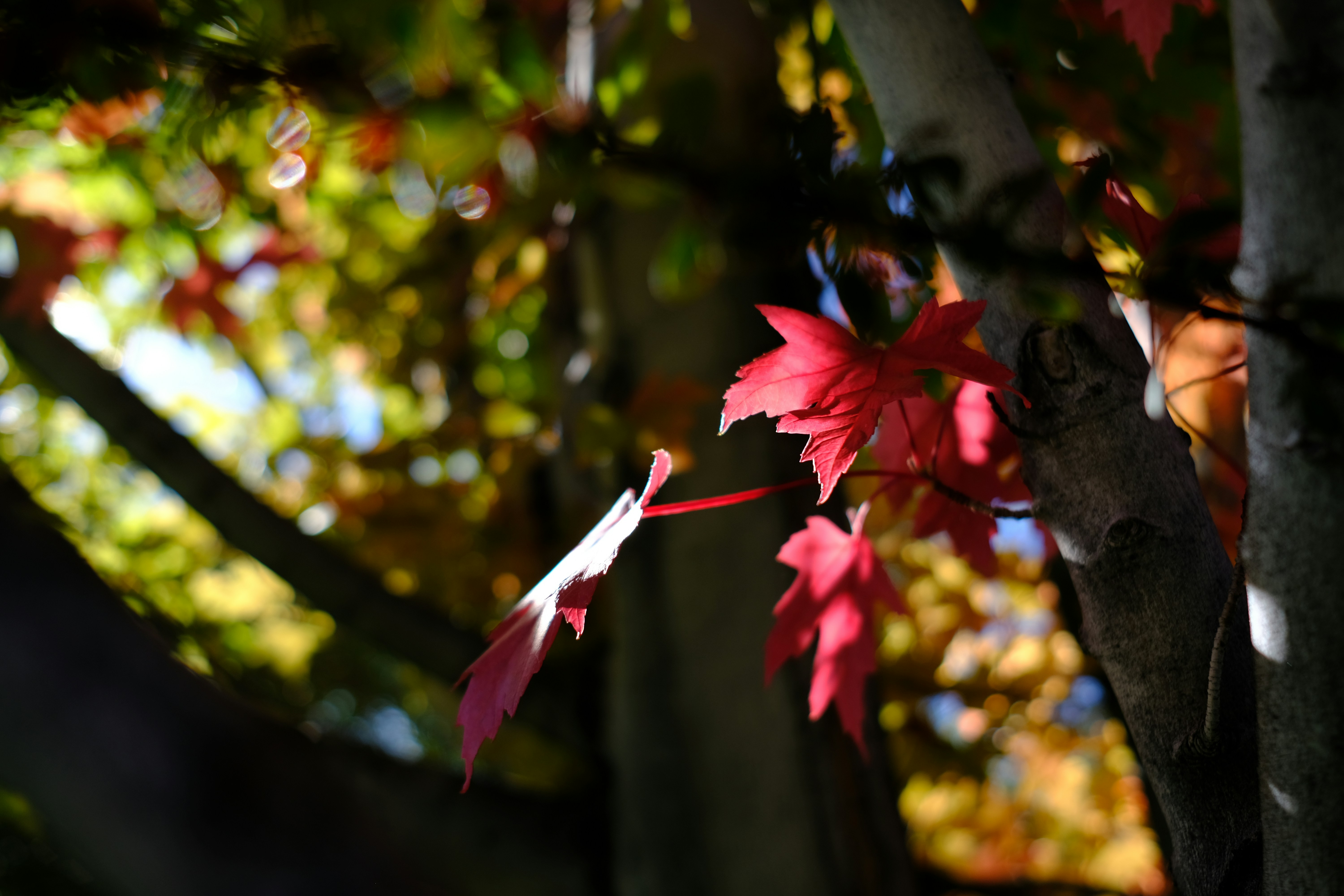Ray on red | selective focus photograph of red maple tree