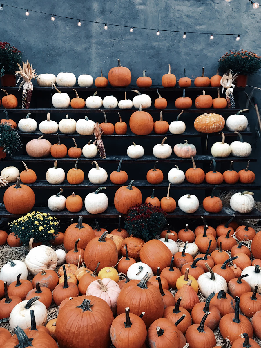 Rows of pumpkins in white, orange, and pale pink arranged on black steps against a blue wall, with string lights overhead and flowers at the sides. Smaller pumpkins fill the foreground on straw.