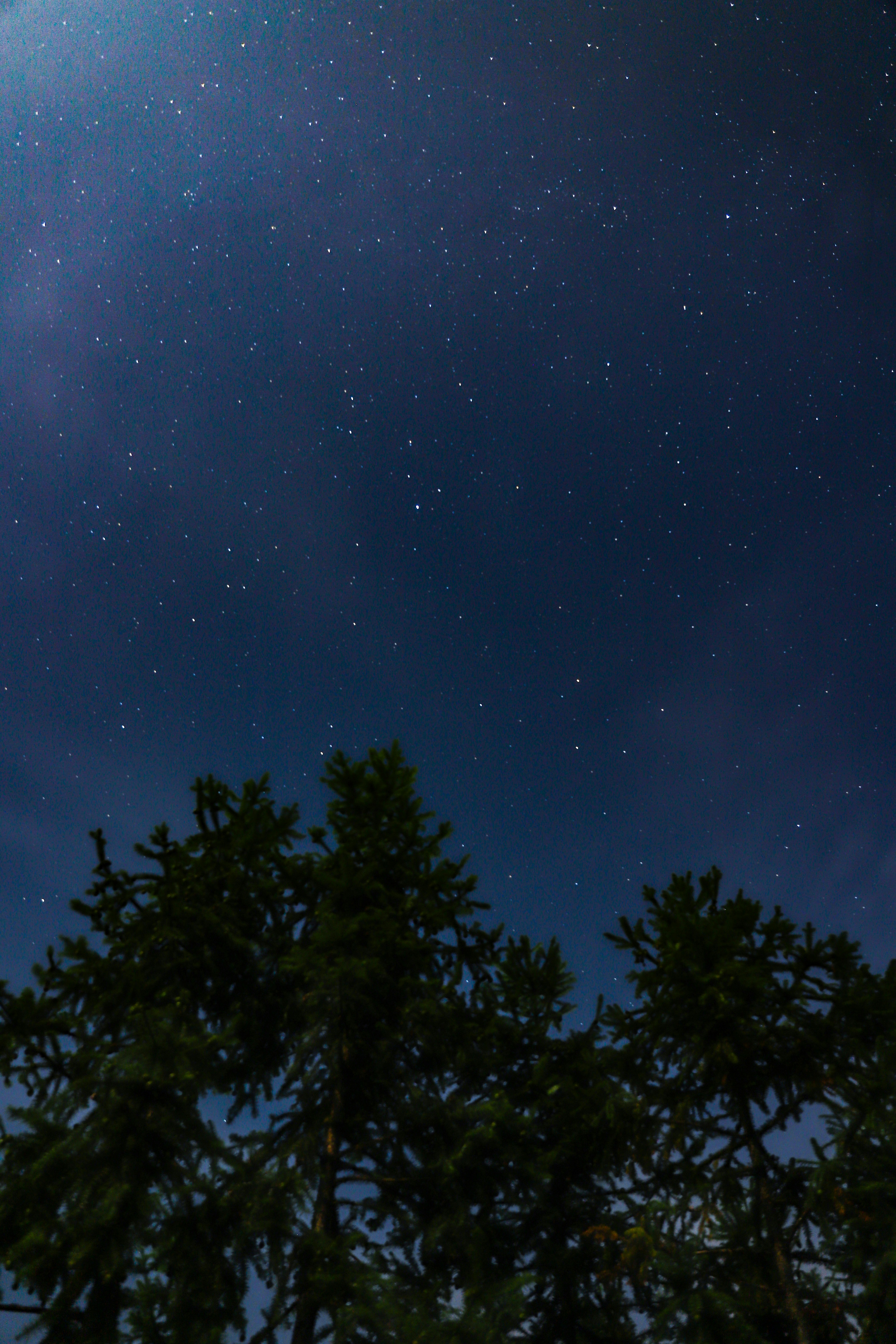 1K+ Night Tree Pictures | Download Free Images on Unsplash