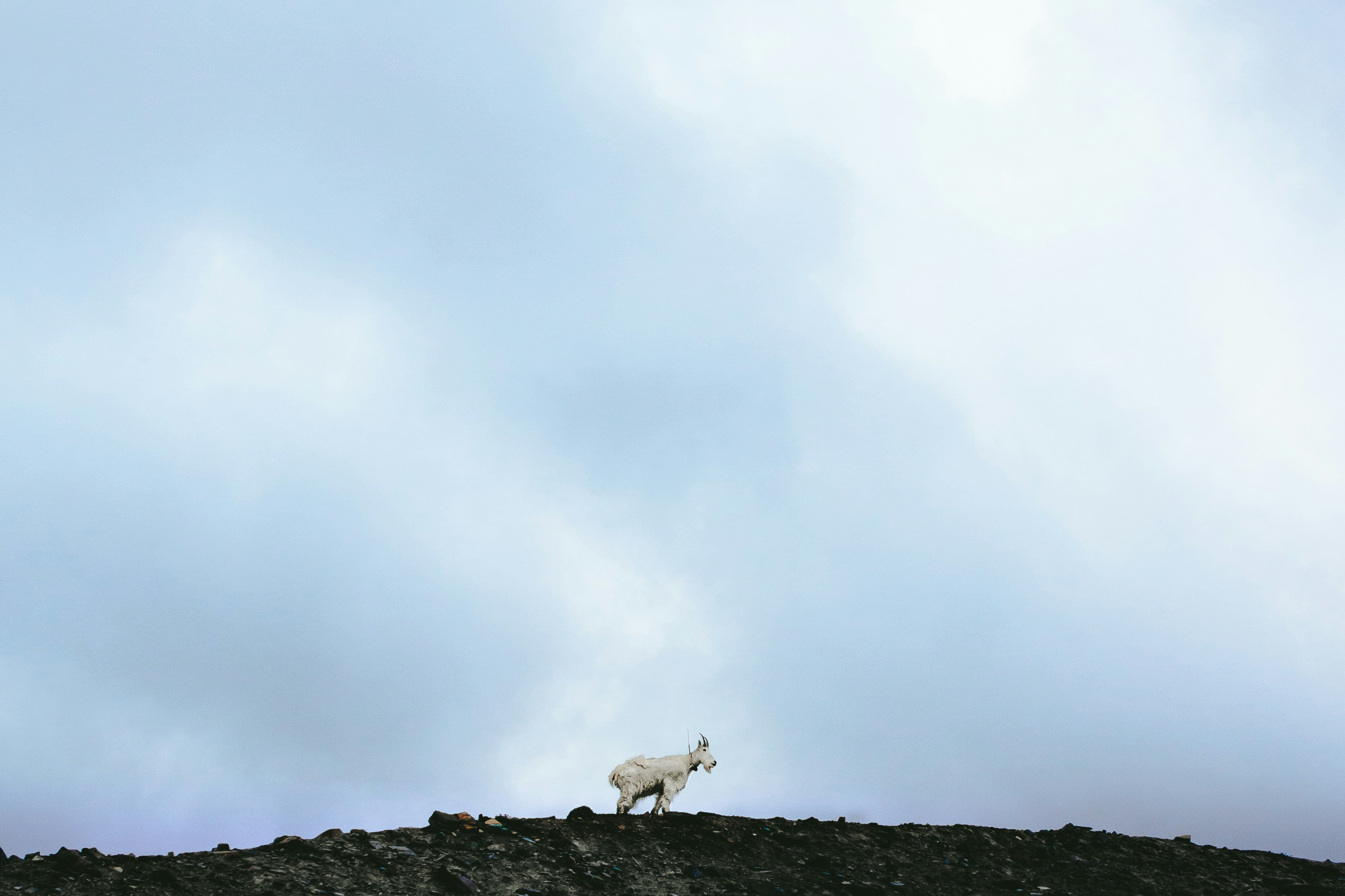Solitary ram on a windswept ridge beneath a cloud-patched sky.