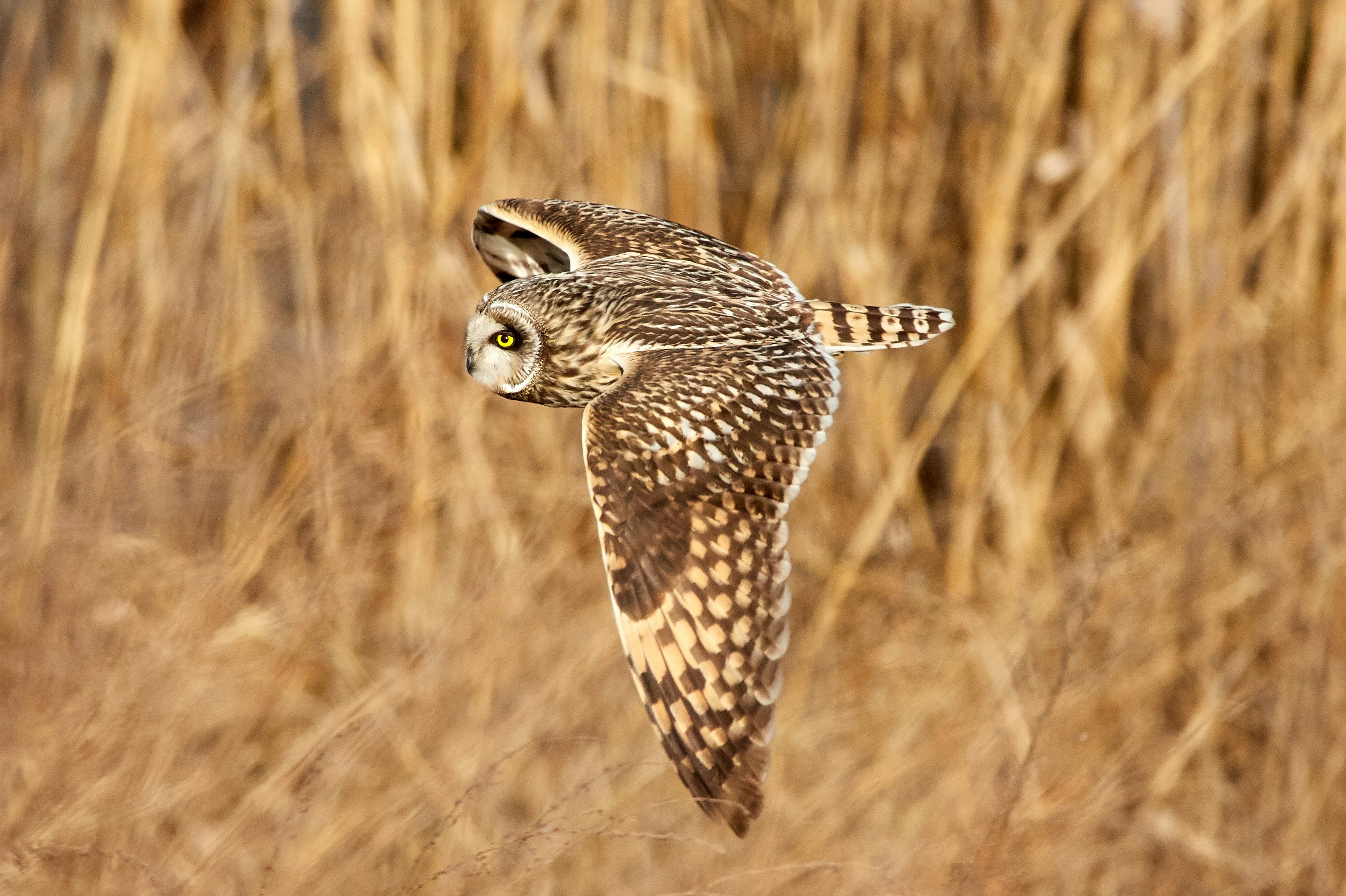 A short-eared owl gliding gracefully over tall grasses, showcasing its keen gaze and distinctive plumage.
