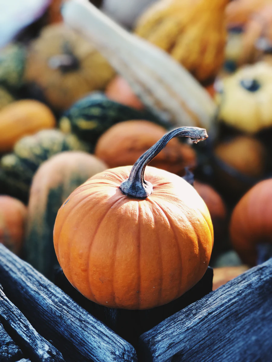 A small orange pumpkin sits in sharp focus amid a pile of blurred gourds and squash, with dark wooden slats framing the foreground. Warm sunlight highlights its stem and ridged surface.