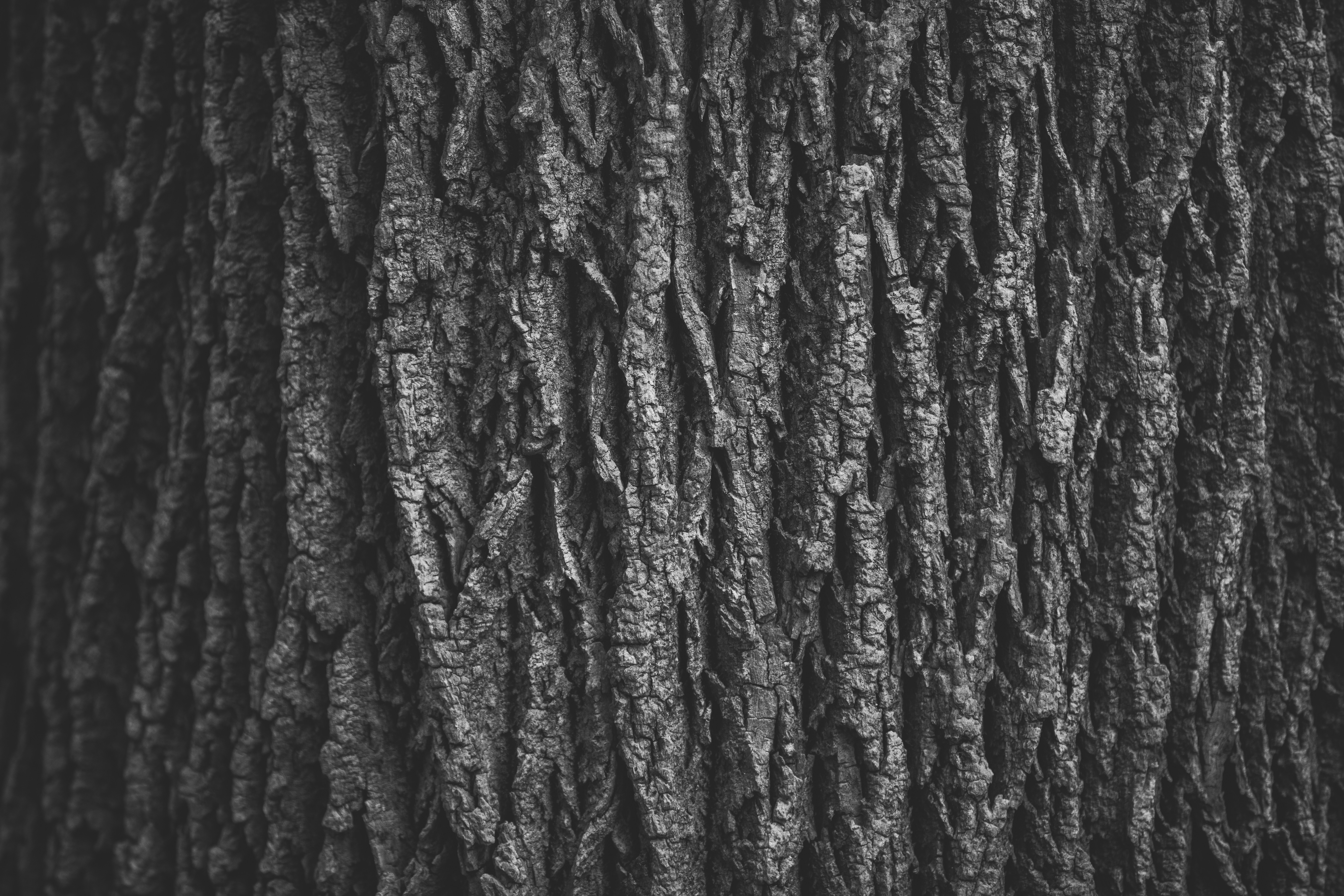 Grayscale photography of tree photo – Free Texture Image on Unsplash