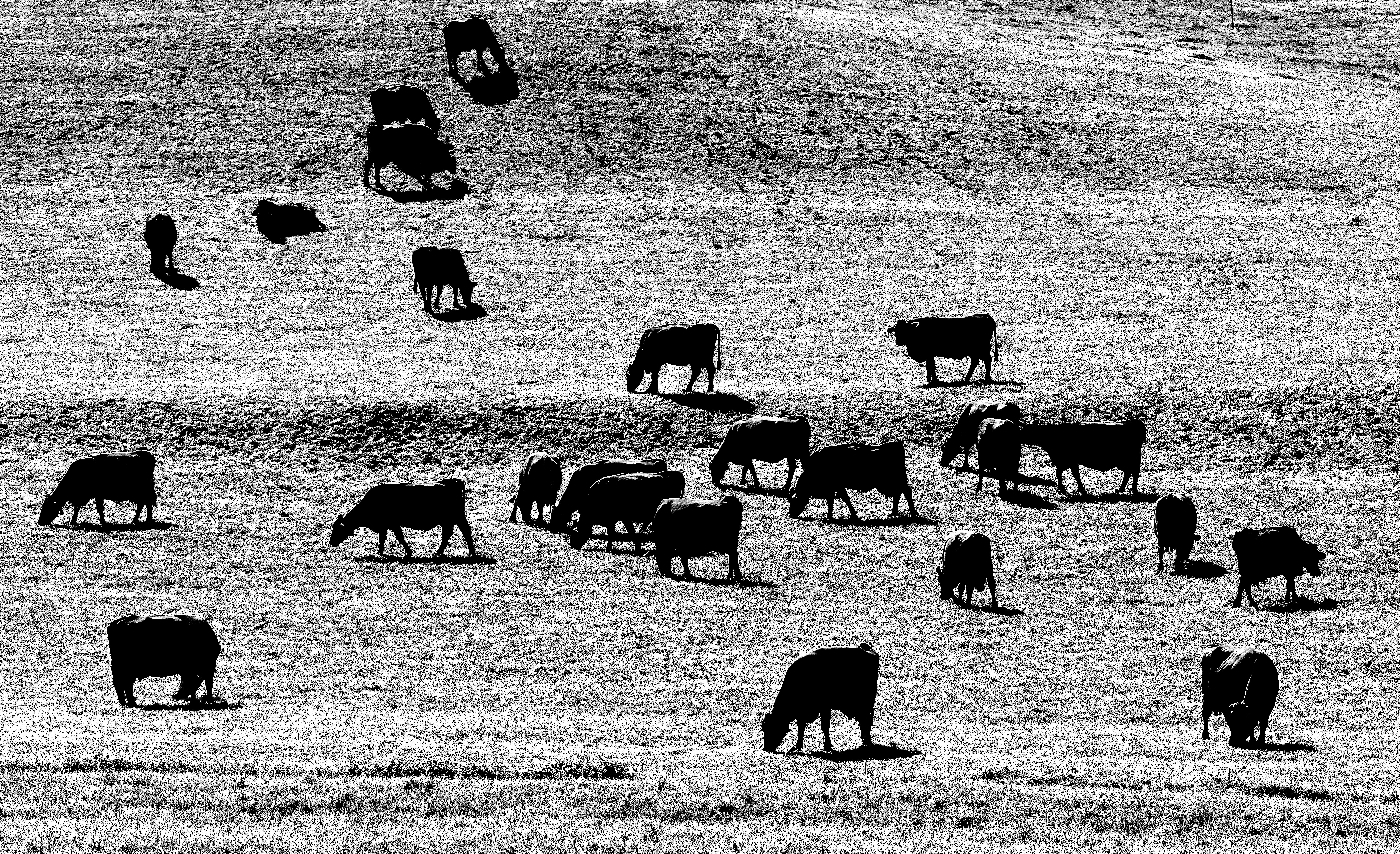 Cattle roam across a sunlit field, their silhouettes contrasting sharply against the light grass in a monochromatic palette.