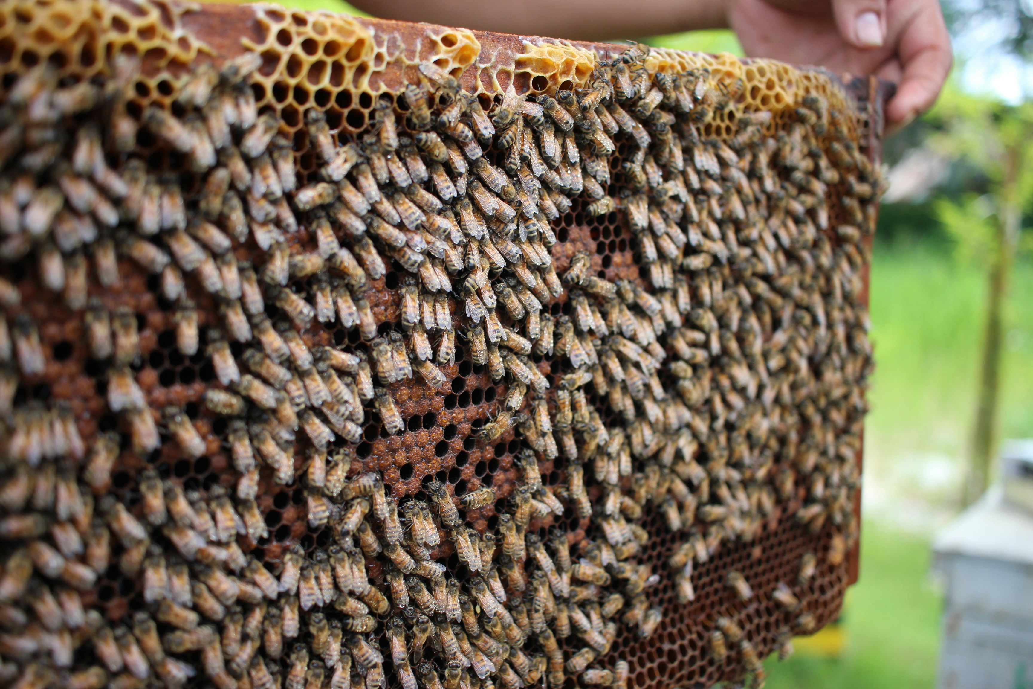 honey bee | person holding beehive
