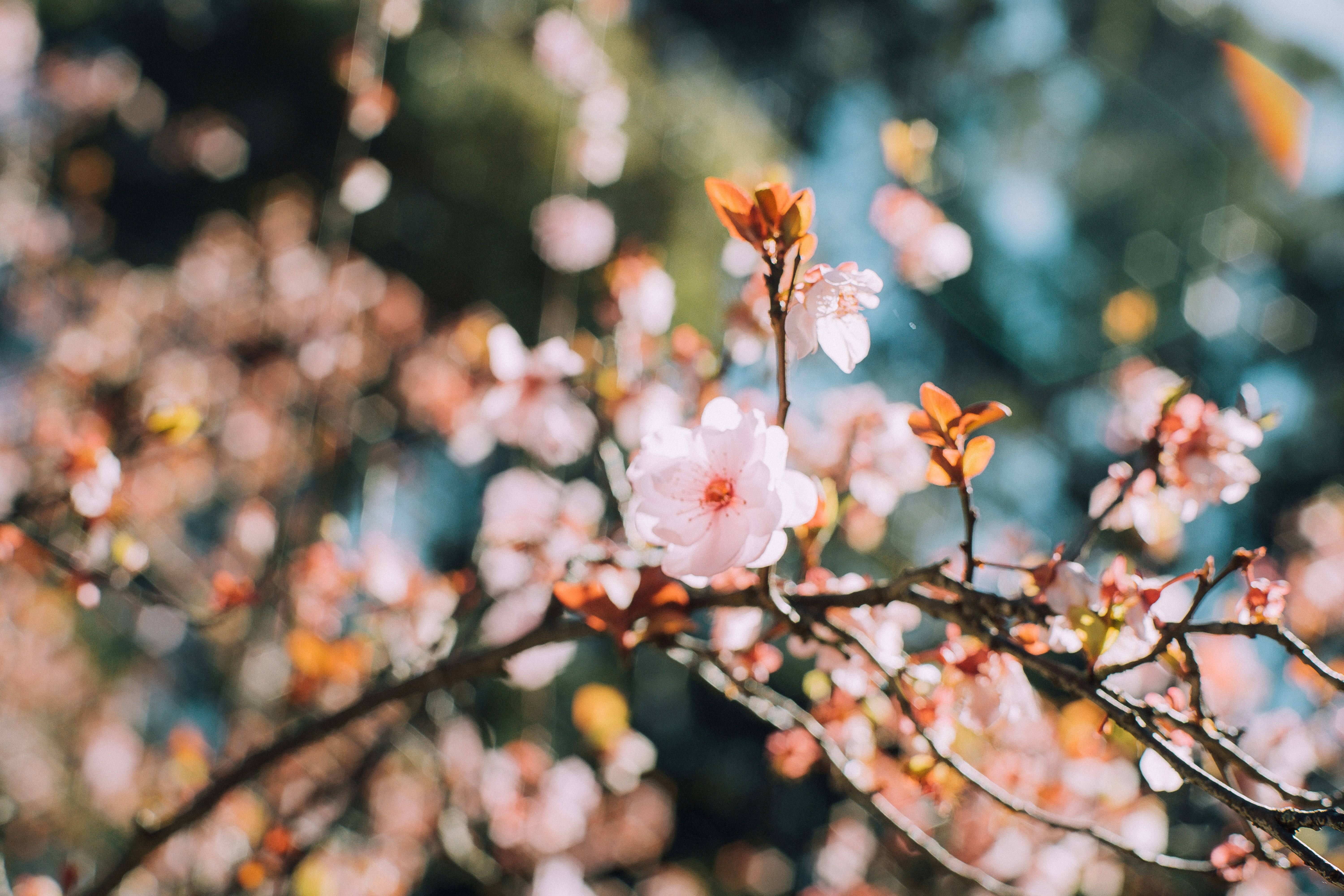 White cherry blossoms in sharp focus against a blurred, sunny background.