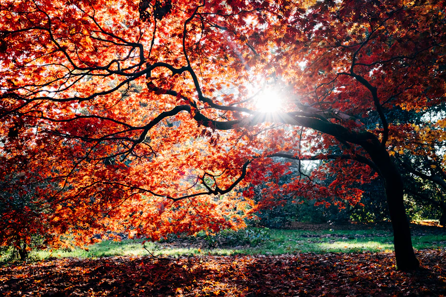 Red autumn leaves spread across a low maple tree with the sun bursting through the branches. Fallen leaves carpet the ground beneath the glowing canopy.