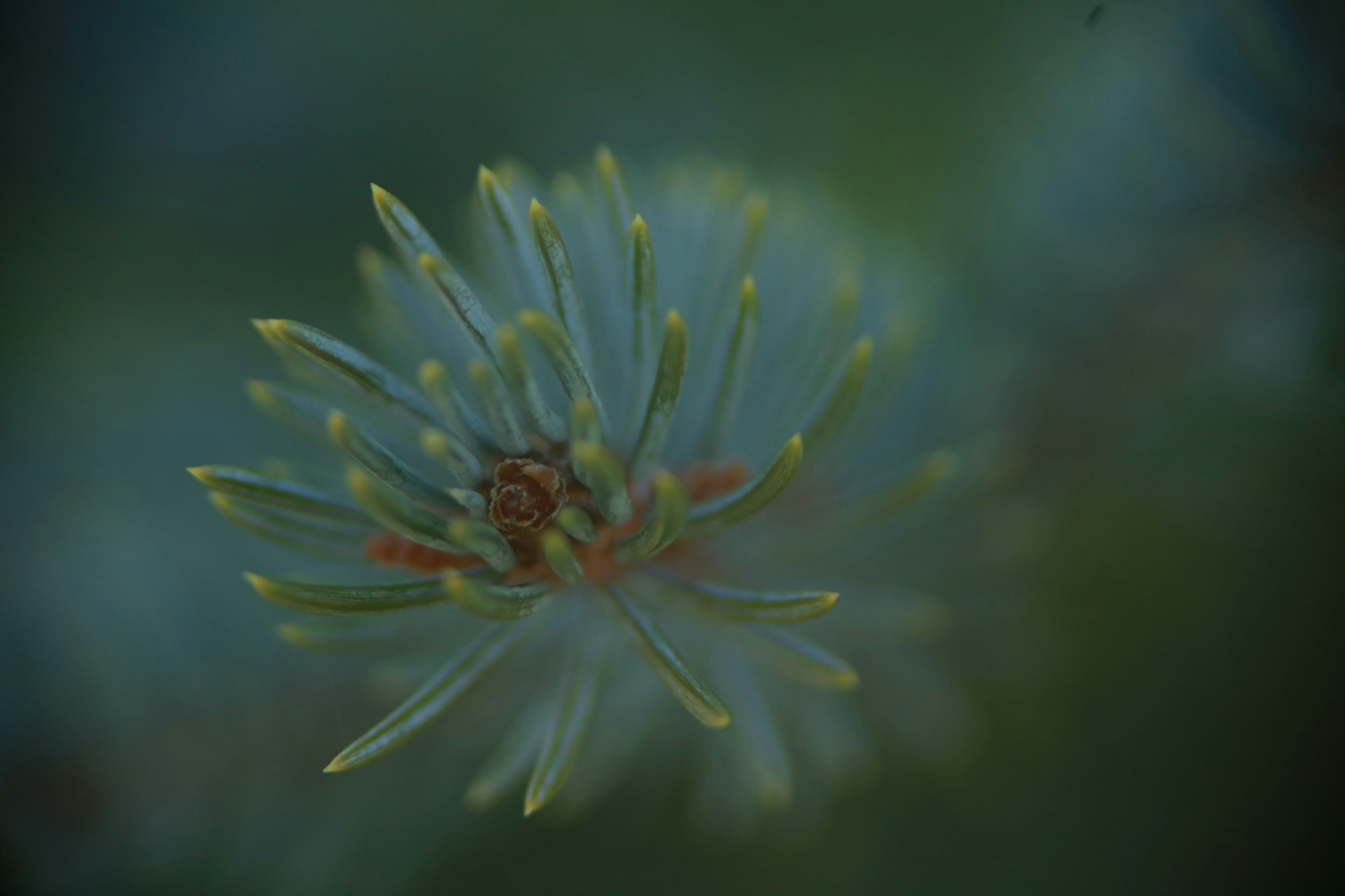 Whispered Radiance: Pale-Green Bloom in a Teal Haze