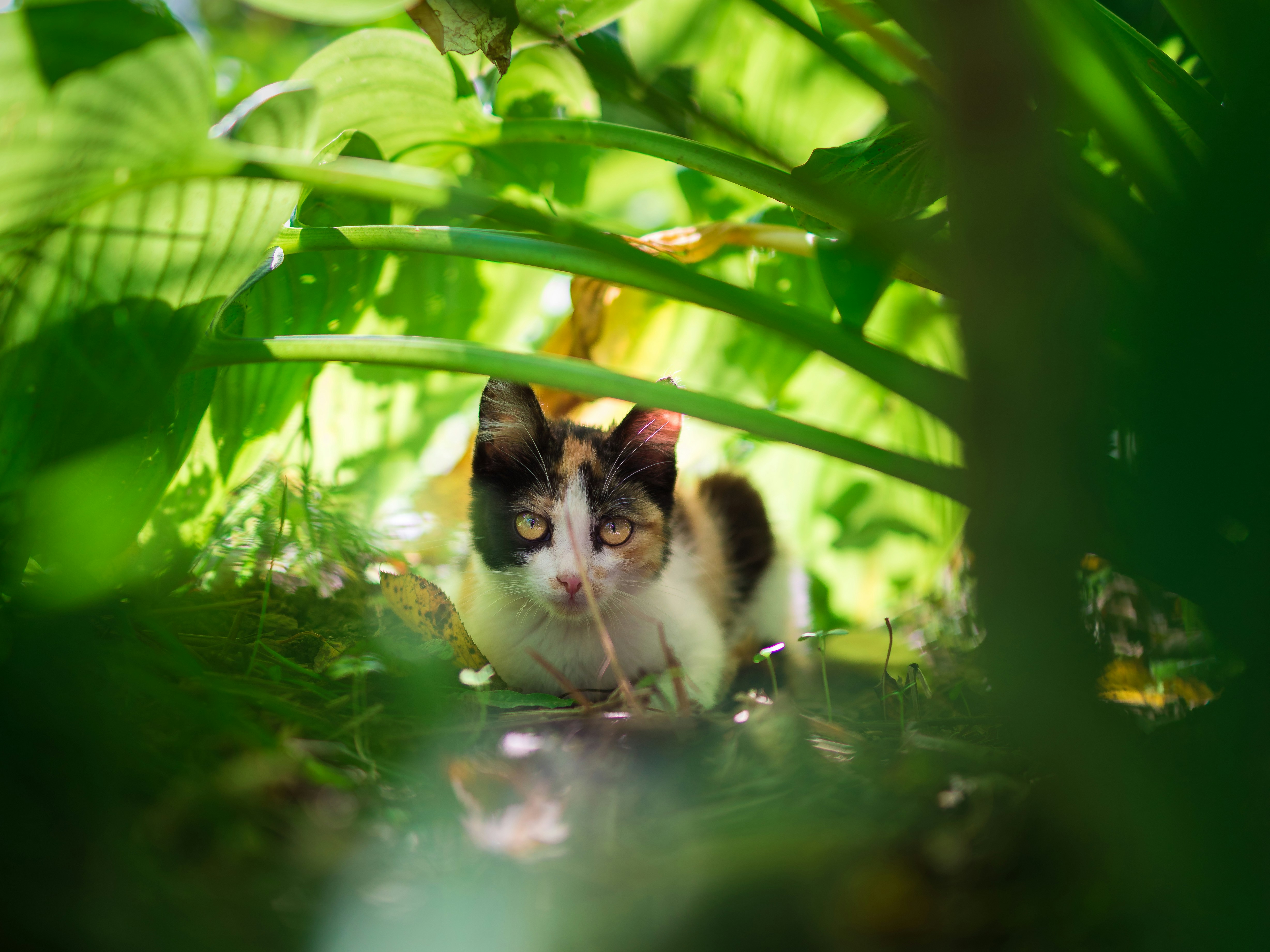Calico cat peering curiously from beneath lush green foliage.