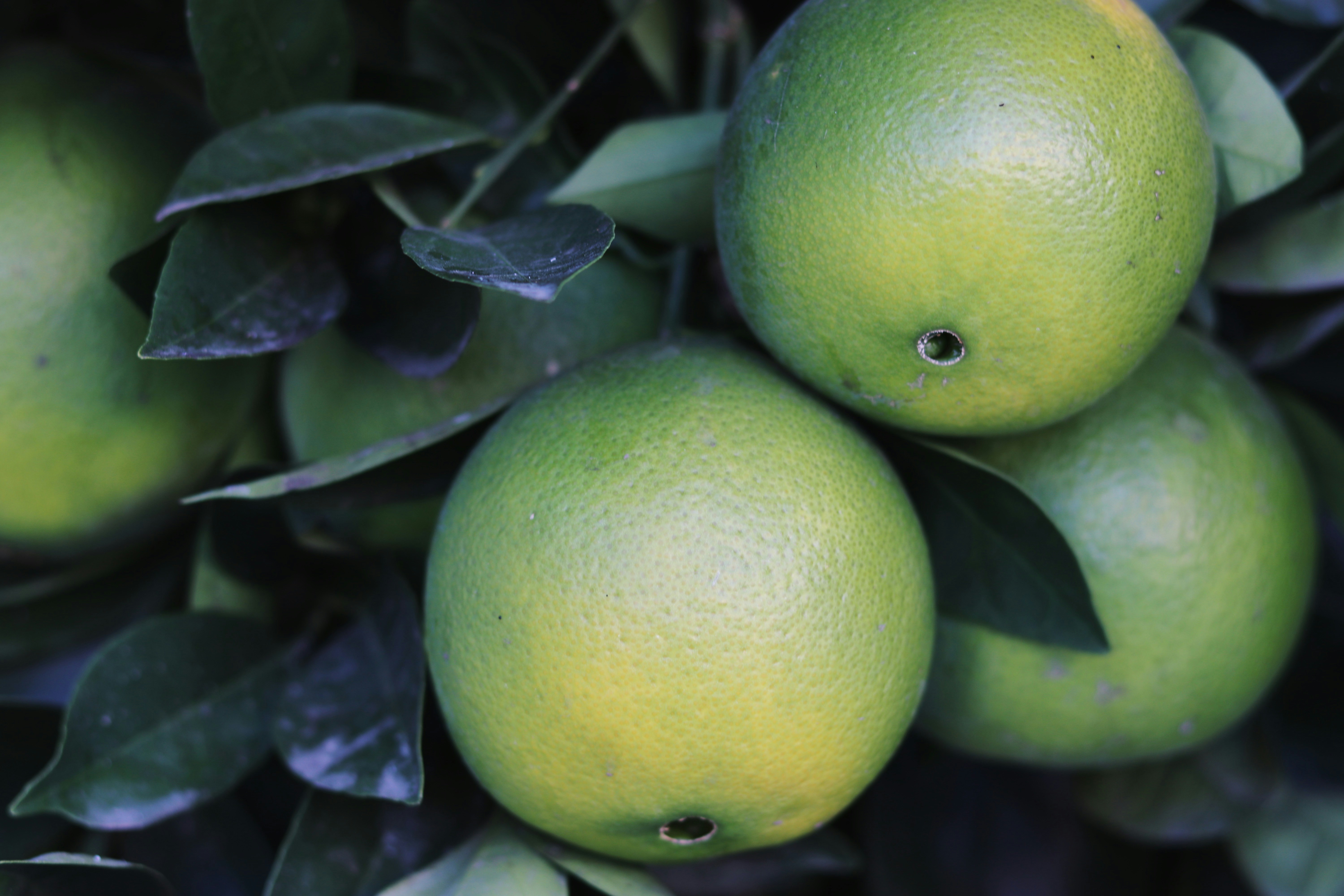 Sunlit Green Oranges: a close crop of citrus gems