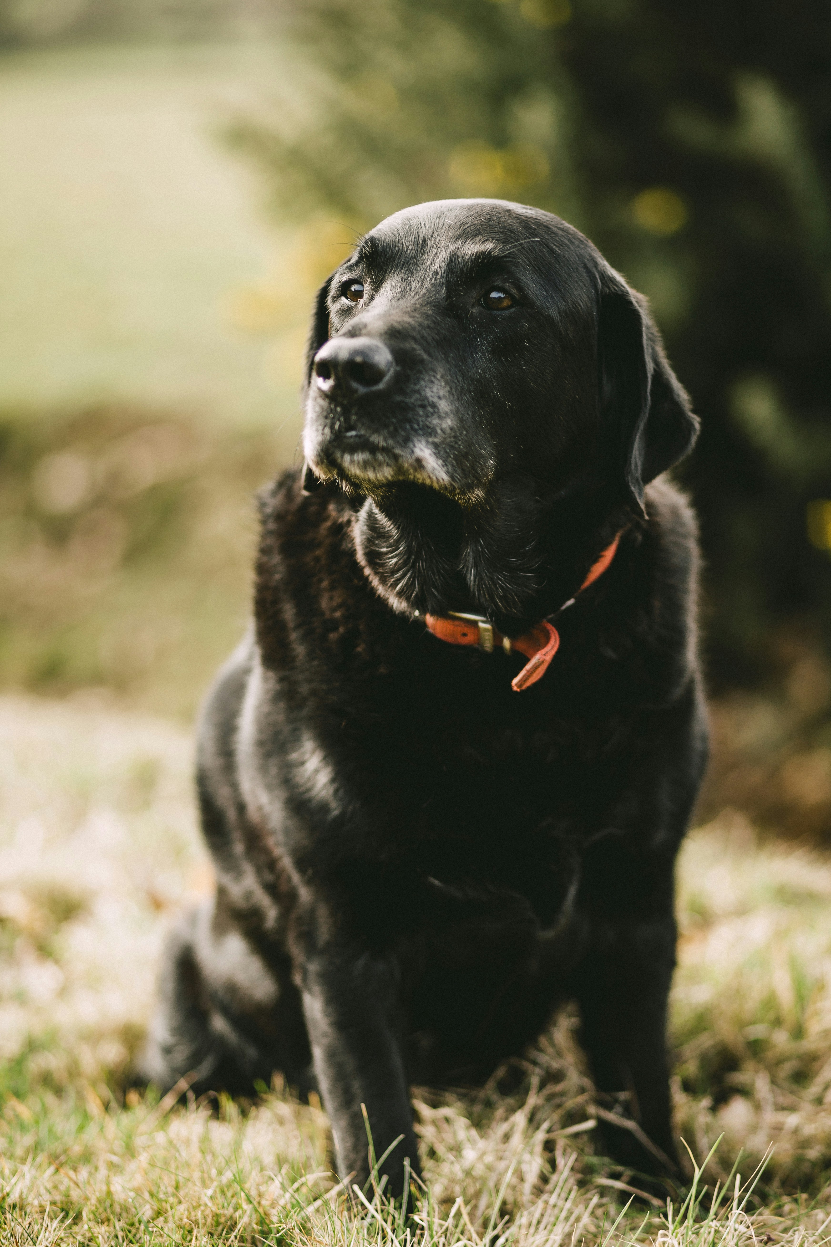 A black Labrador retriever sits gracefully on a grassy patch, gazing into the distance with a serene expression. The soft focus background enhances the dog's presence.